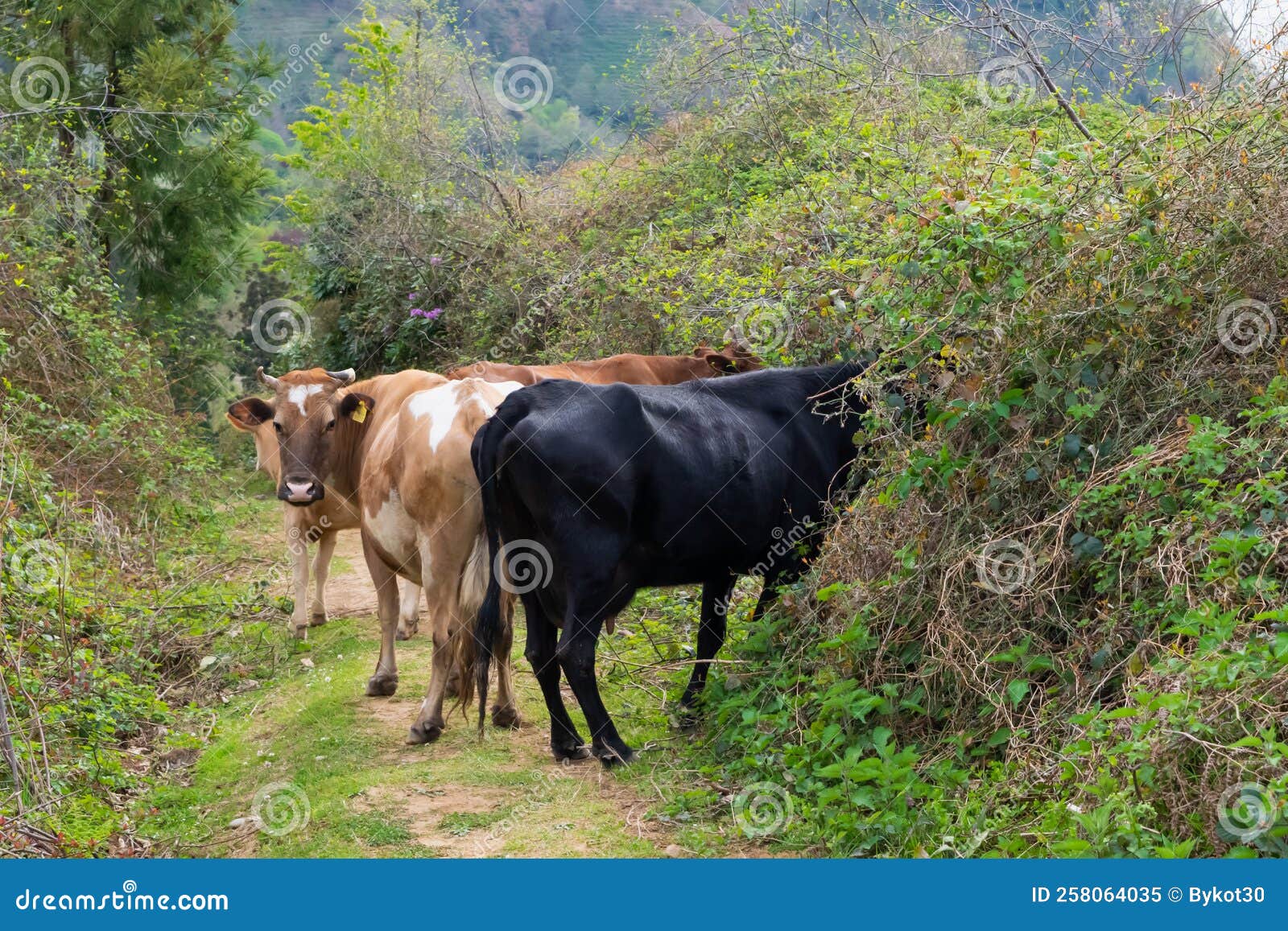 A Cow is Walking Along a Mountain Path. Stock Image - Image of ...