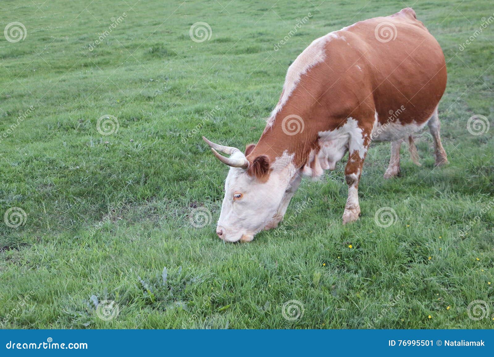 The Cow is Grazed on a Grass Stock Image - Image of herd, grazed: 76995501