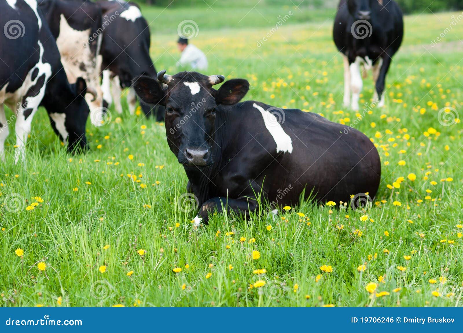 Cow grazes stock photo. Image of looking, land, landscape - 19706246
