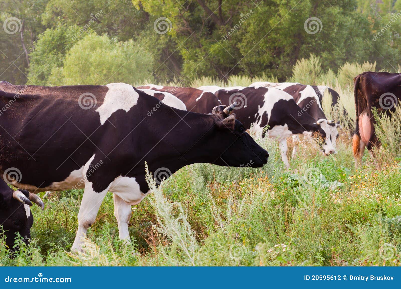 Cow grazes stock photo. Image of country, green, looking - 20595612