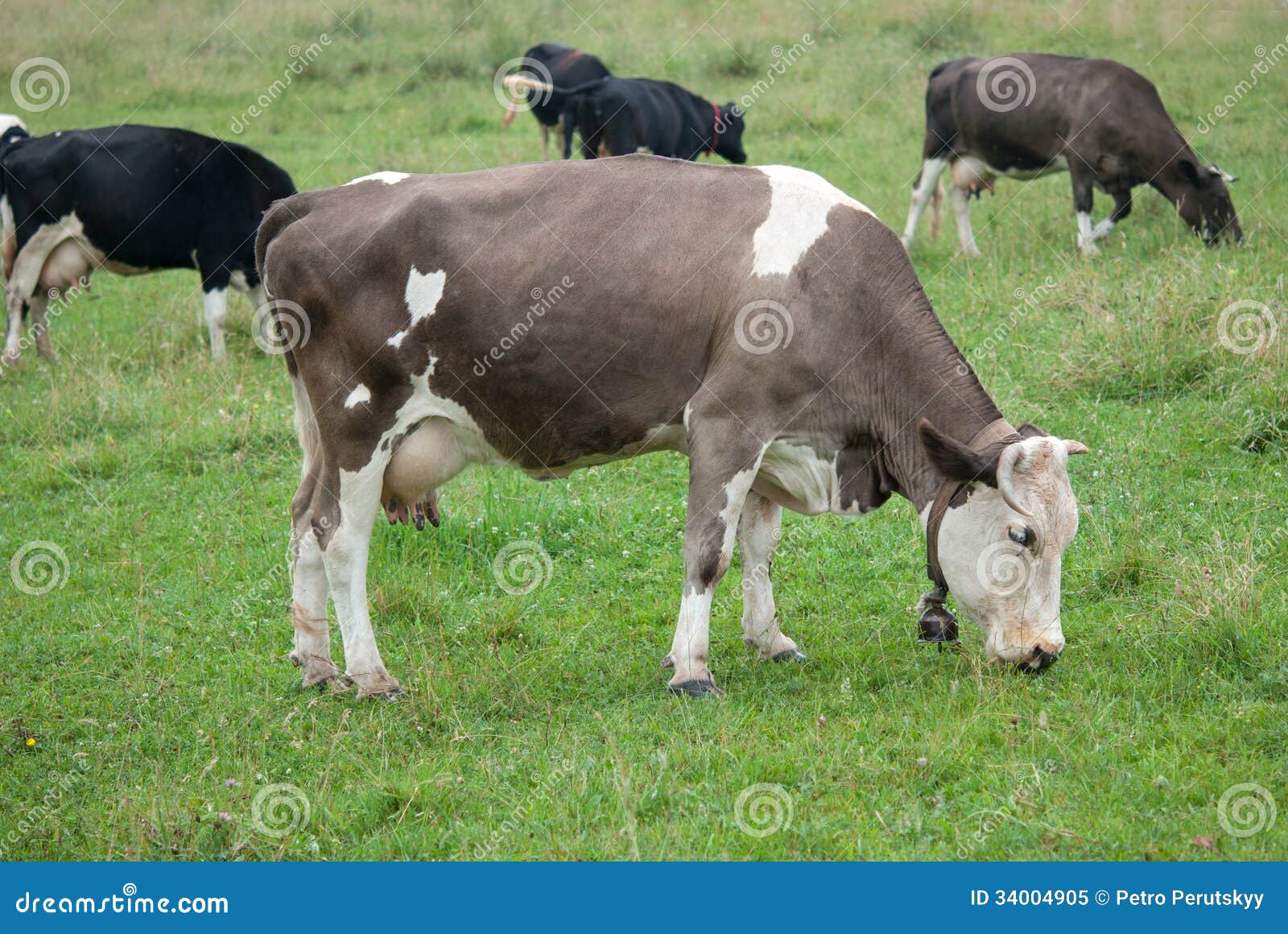 Cow grazes stock image. Image of flowered, kuban, floral - 34004905