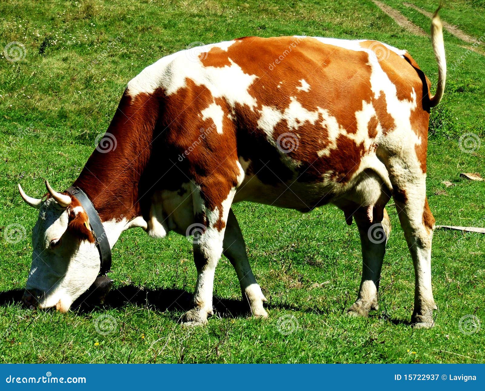Cow grazing stock image. Image of outside, mountain, feed - 15722937