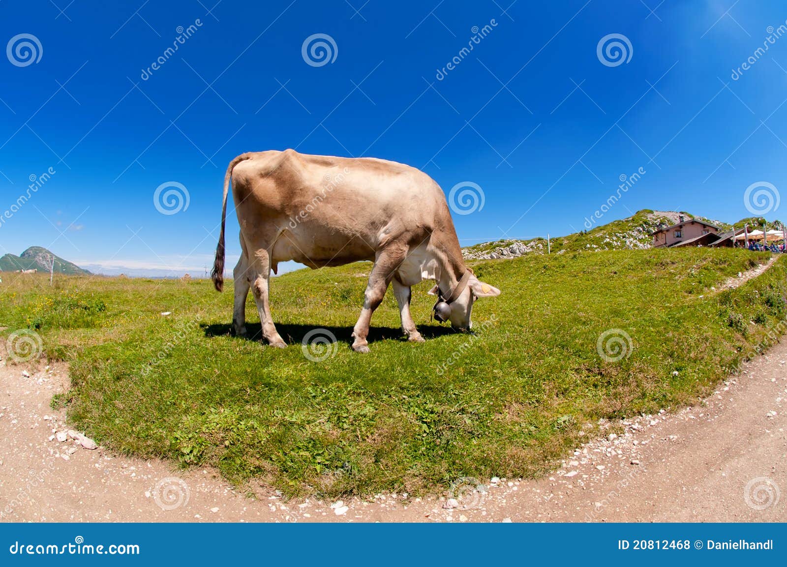 Cow grazing stock photo. Image of white, pasture, meadow - 20812468