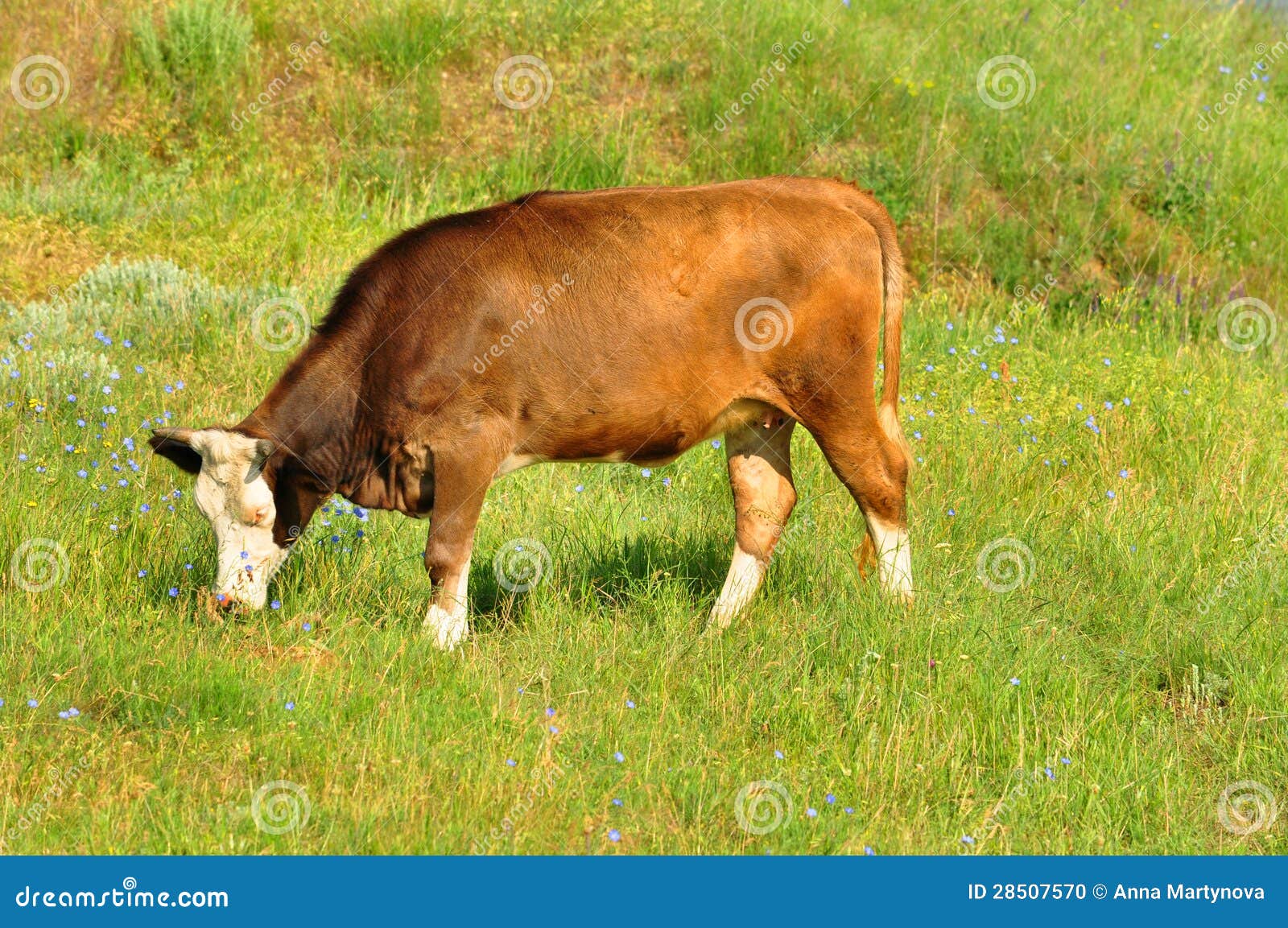 Cow grazing stock photo. Image of horned, mammals, grazed - 28507570