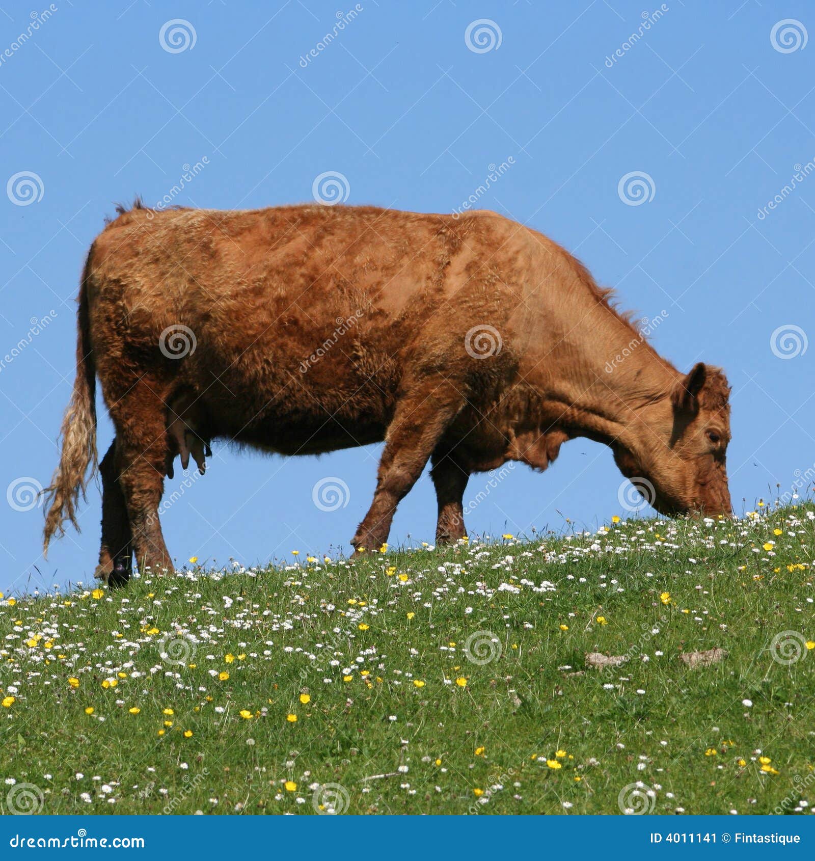 Cow grazing stock image. Image of rural, fertile, farm - 4011141