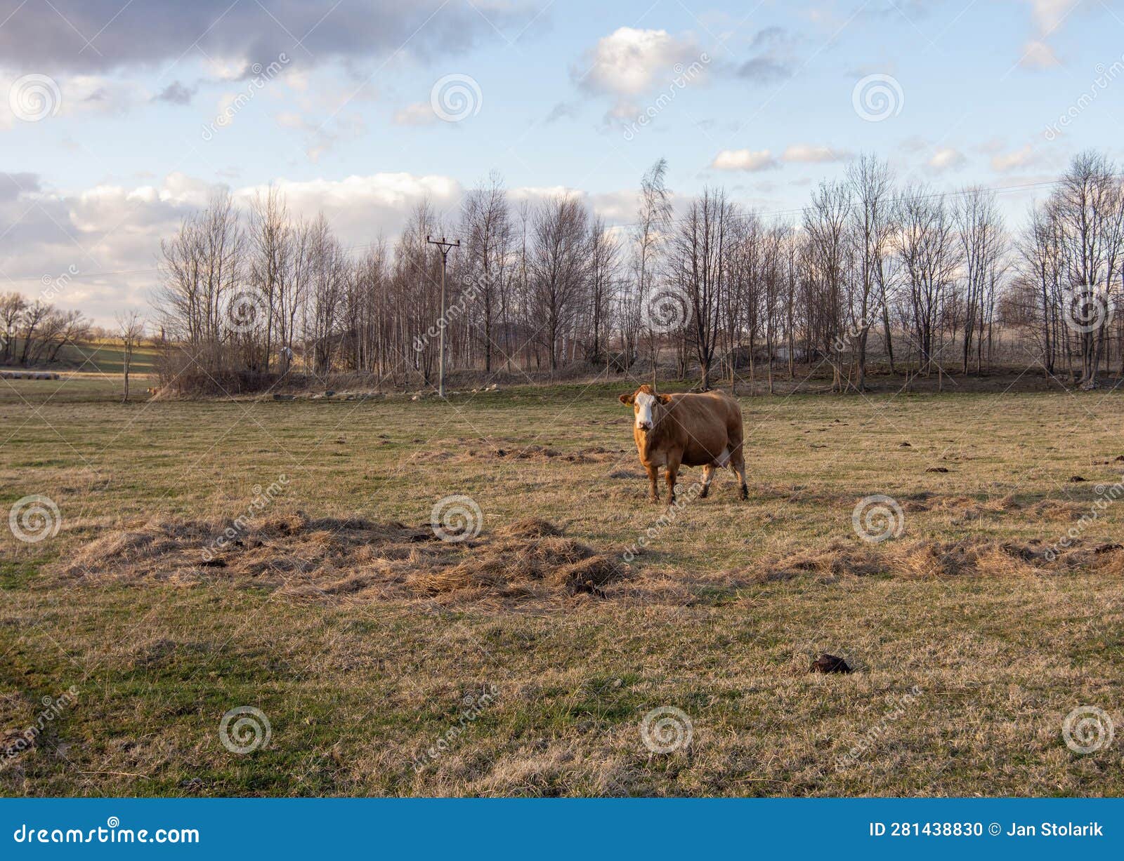 Cow Grazing in the Autumn Meadow. Calm Scenery. Stock Photo - Image of ...