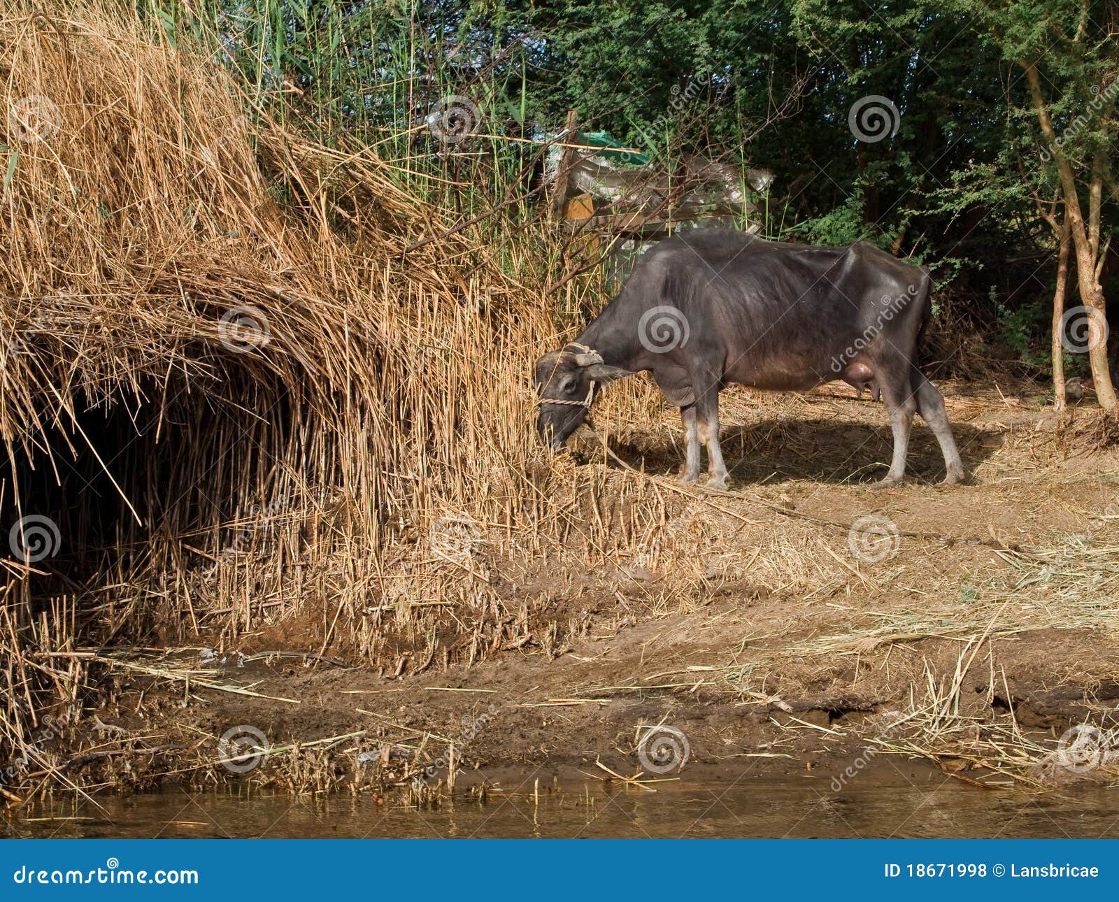 Cow Grazing on the Banks of the River Nile, Egypt Stock Photo - Image ...