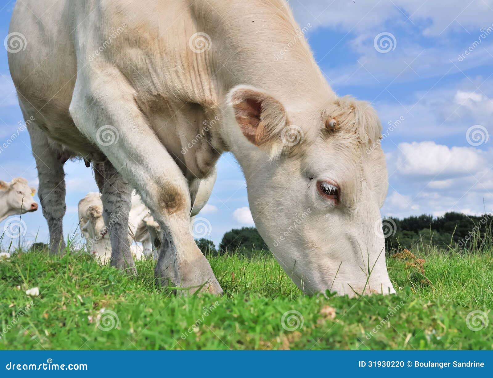 Cow grazing stock photo. Image of pasture, cattle, farmland - 31930220