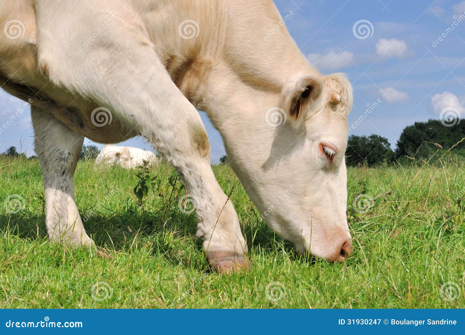 Cow grazing stock image. Image of outdoor, grass, pasture - 31930247