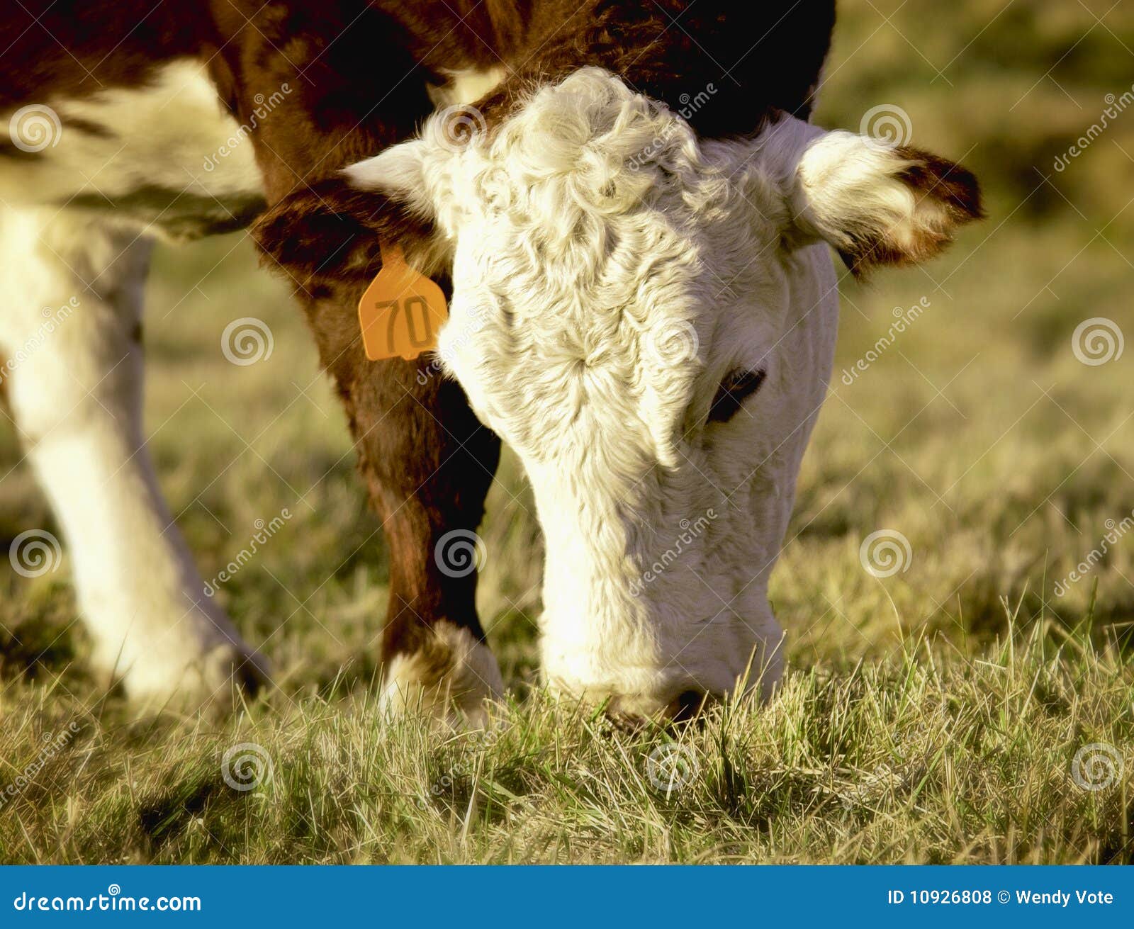 Cow grazing in field stock photo. Image of farming, livestock - 10926808