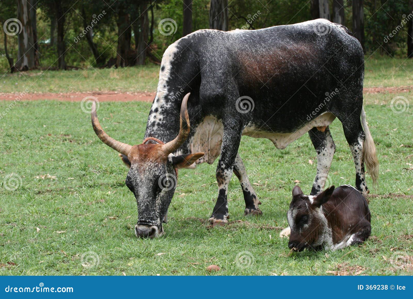 Cow grazing in the field stock photo. Image of young, horn - 369238