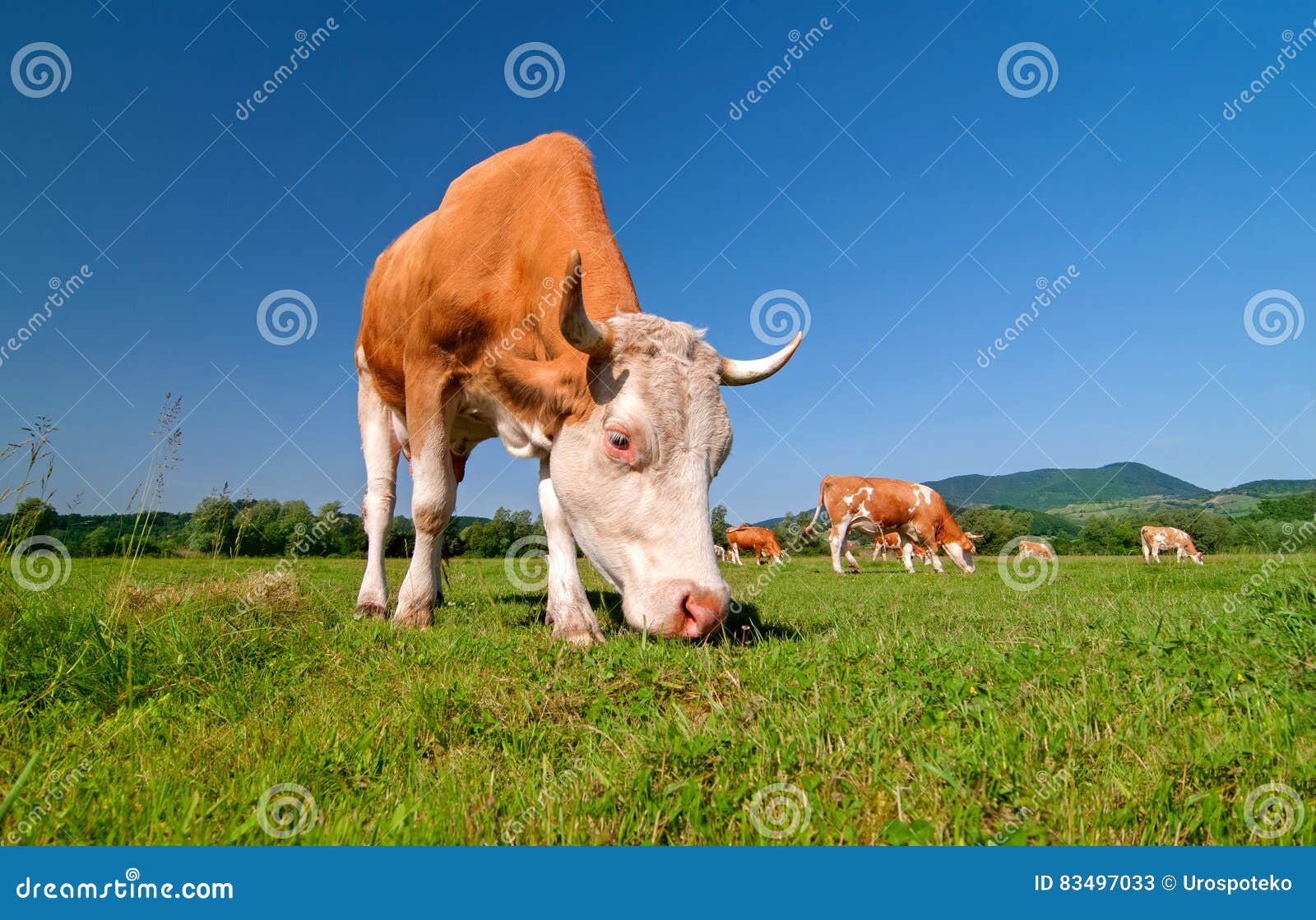 Cow grazing in a field stock image. Image of calf, scene - 83497033