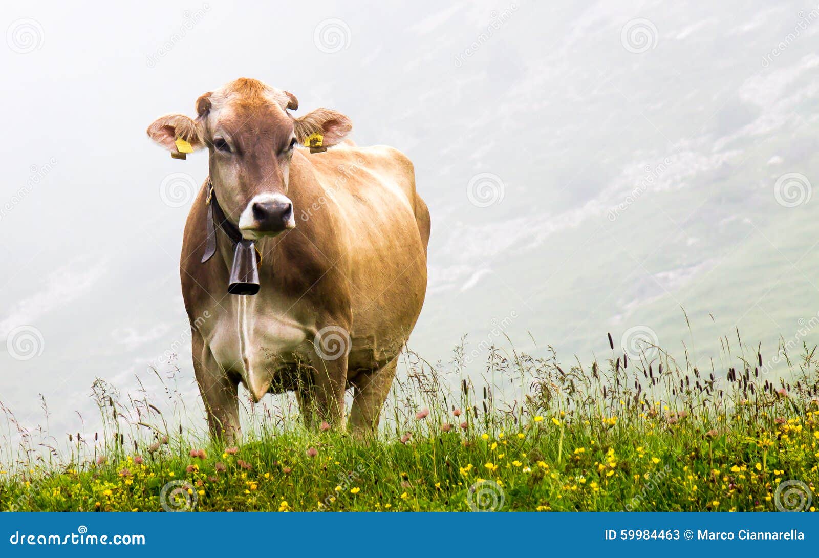 Cow grazing in the fog stock image. Image of cattle, hill - 59984463