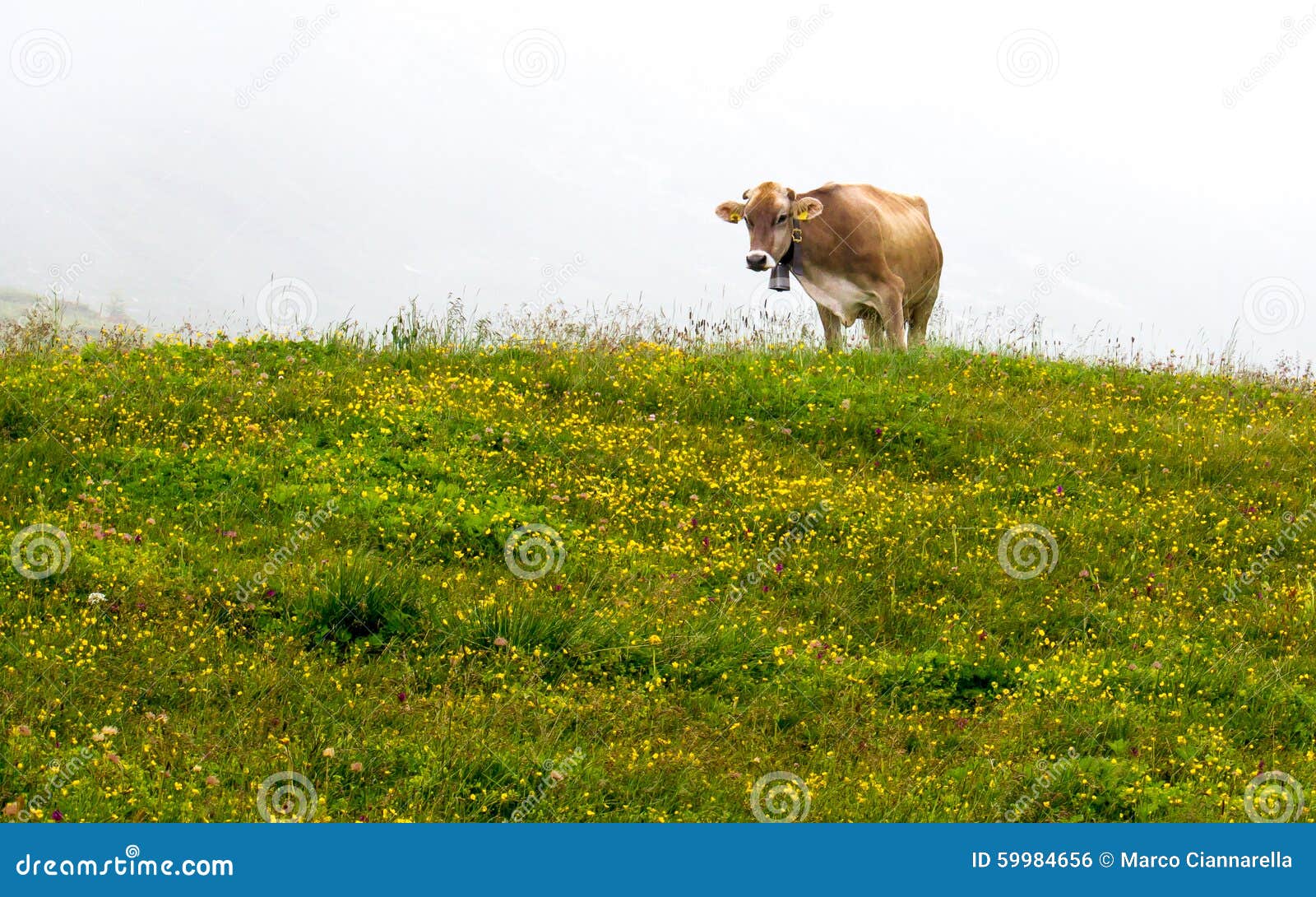 Cow grazing in the fog stock photo. Image of rural, countryside - 59984656