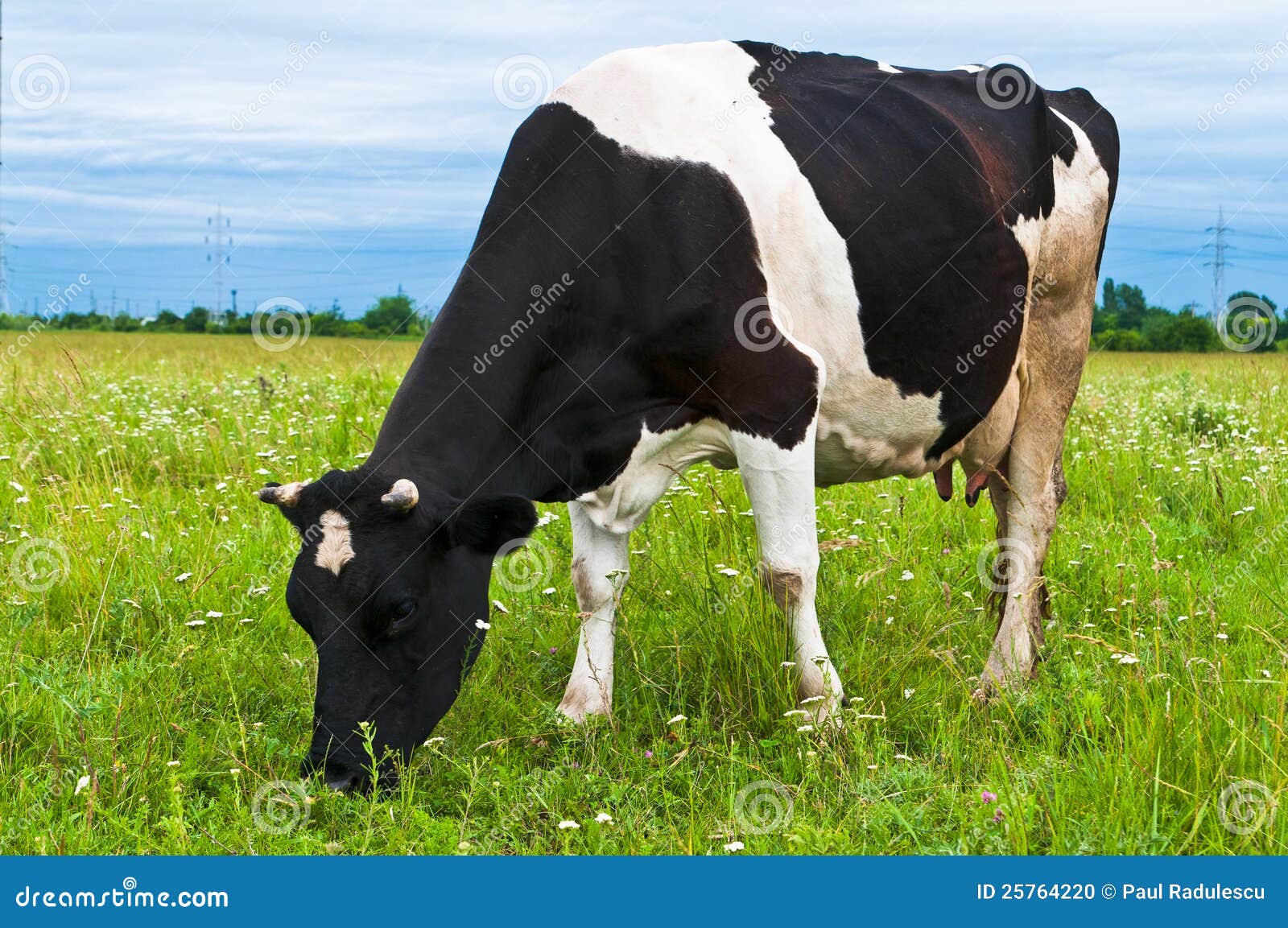 Cow Grazing in Fresh Pasture Stock Photo - Image of eating, farm: 25764220