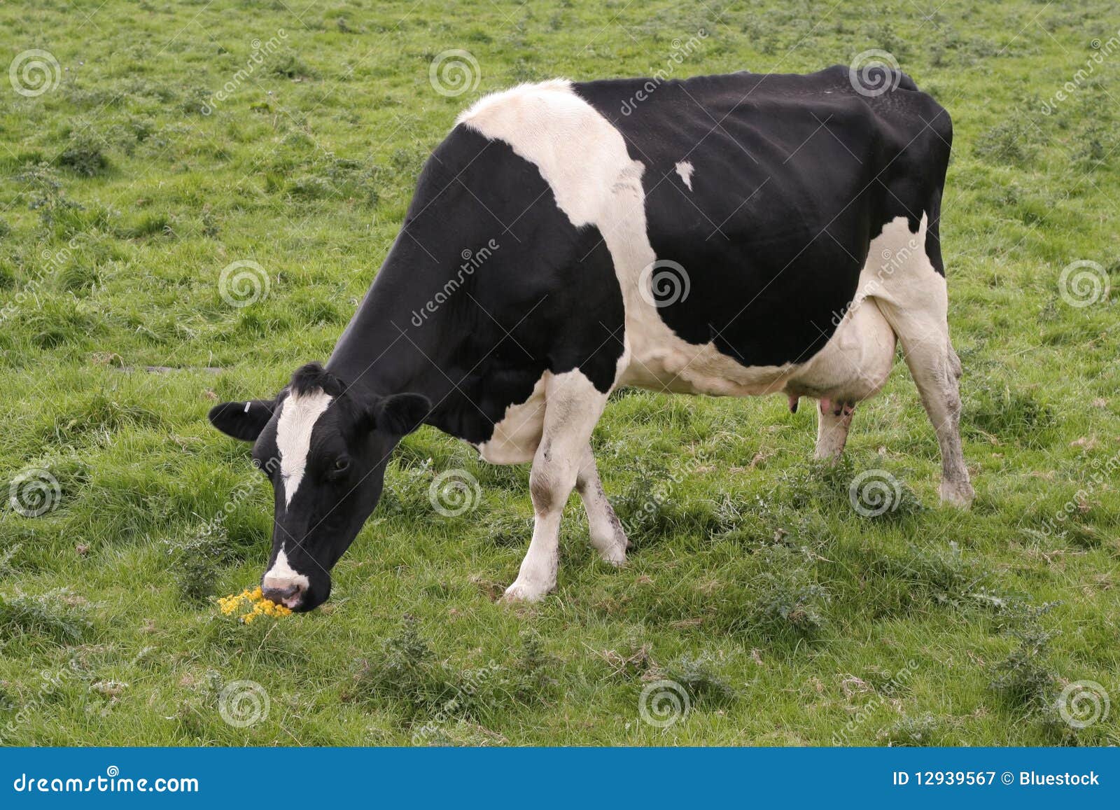 Cow Grazing in Fresh Pastures Stock Image - Image of cows, nutrition ...