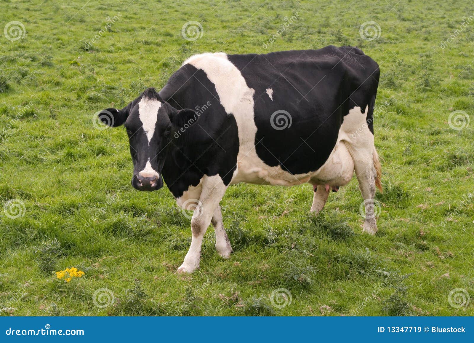 Cow Grazing in Fresh Pastures Stock Image - Image of food, grass: 13347719