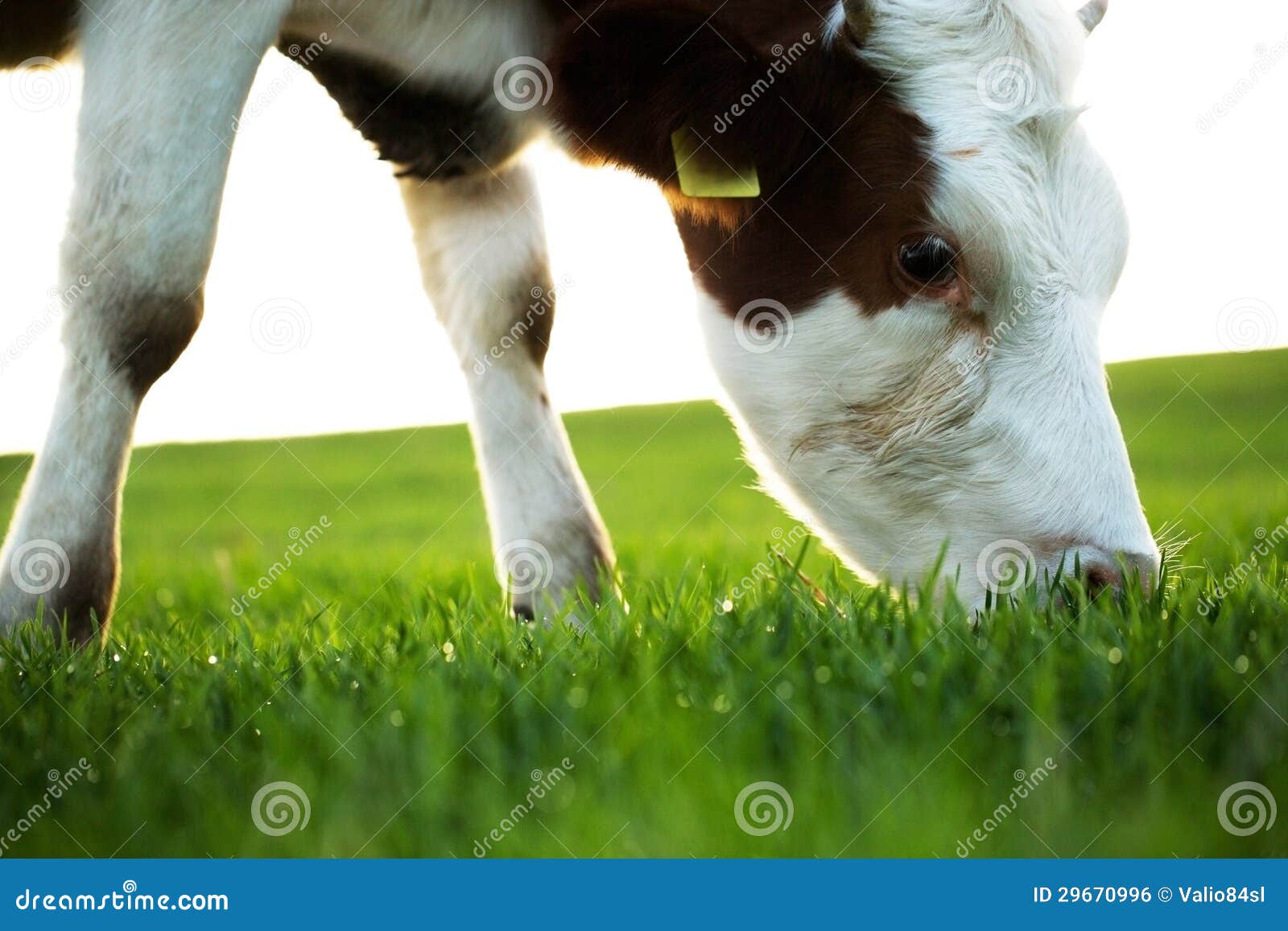 Cow Grazing in Fresh Pastures Stock Photo - Image of grazing, scene ...