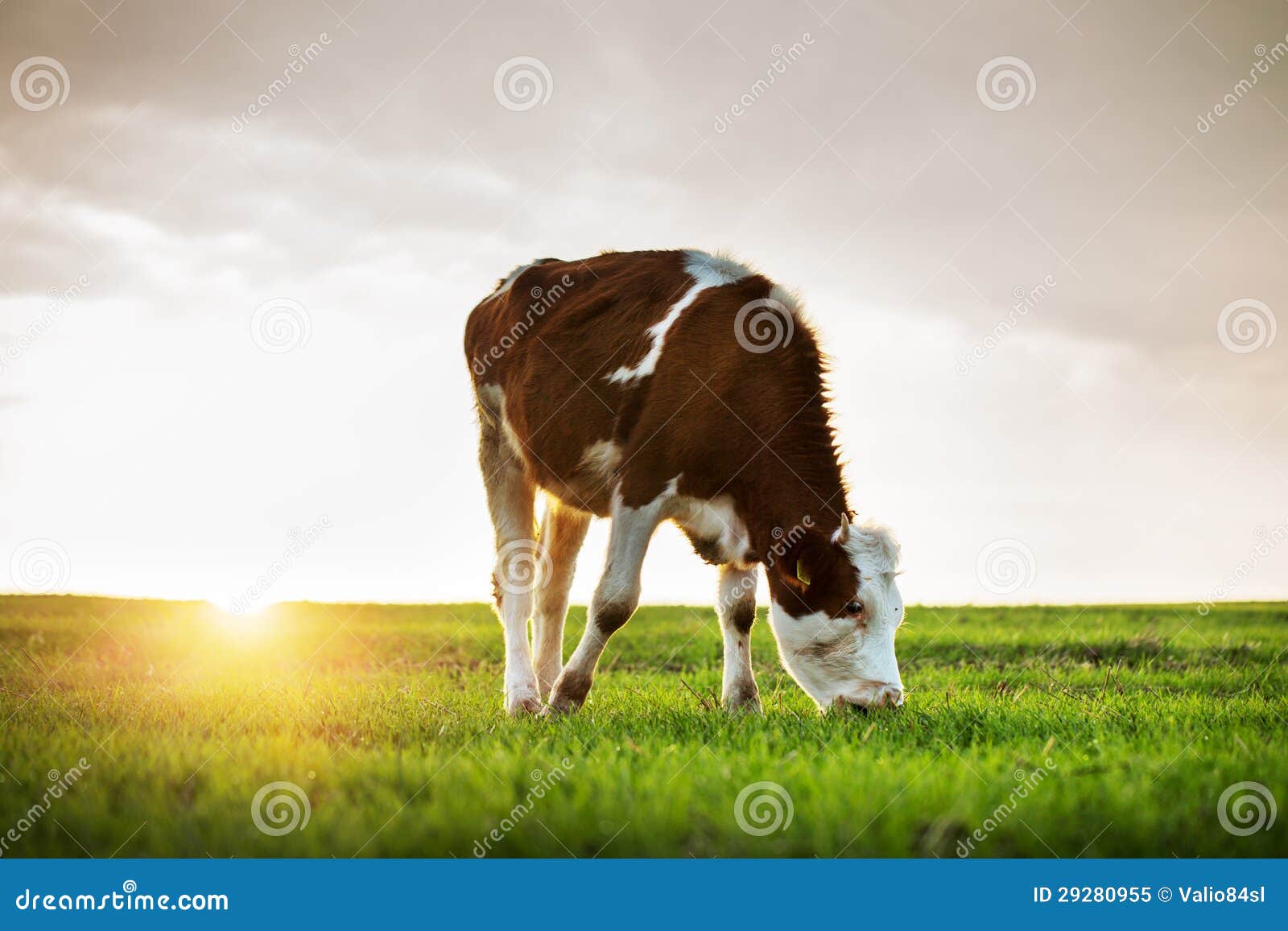 Cow Grazing in Fresh Pastures, Sunset Stock Image - Image of animal ...