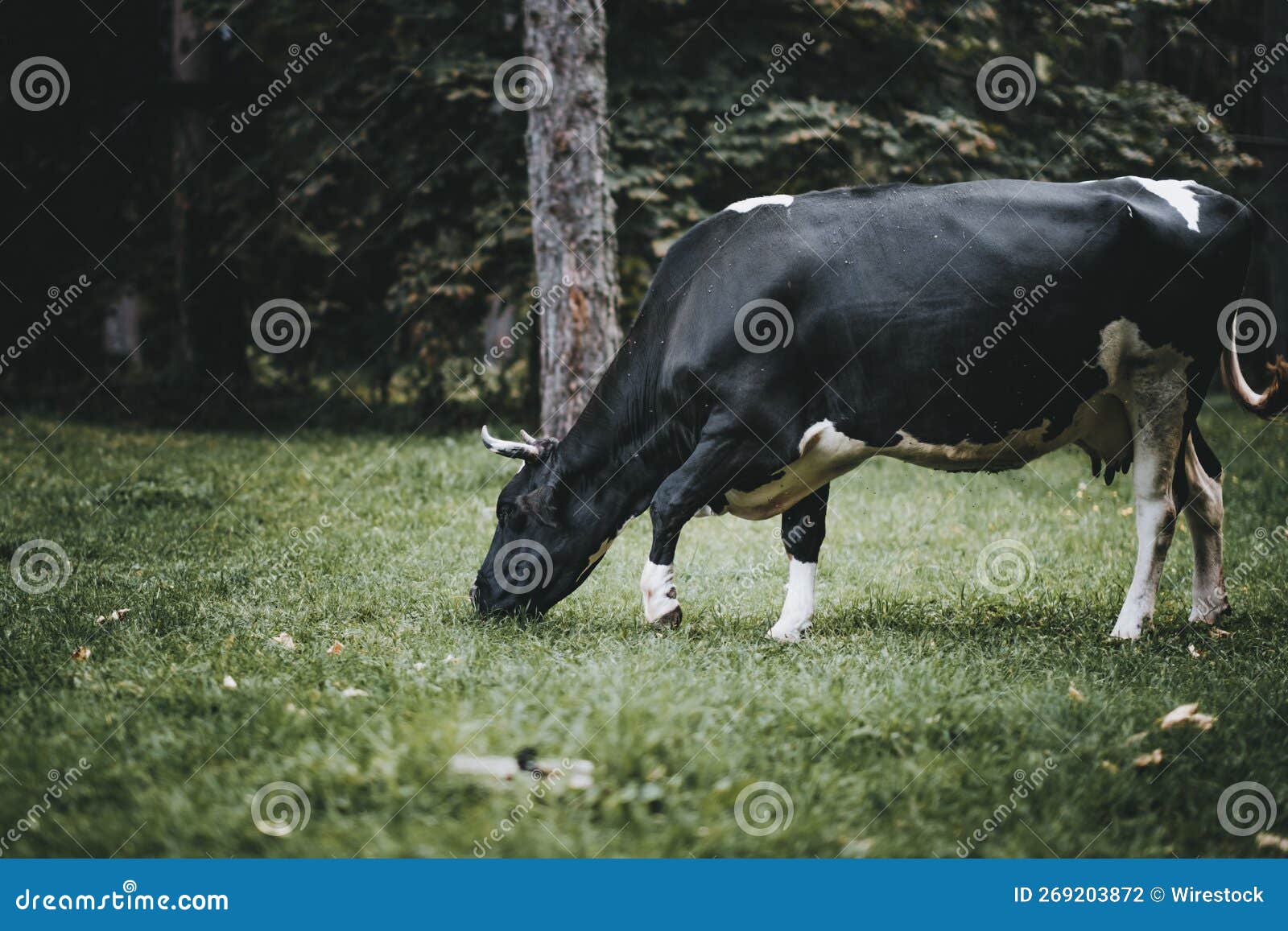 Cow Grazing in the Grass Farm with Trees Stock Photo - Image of grazing ...