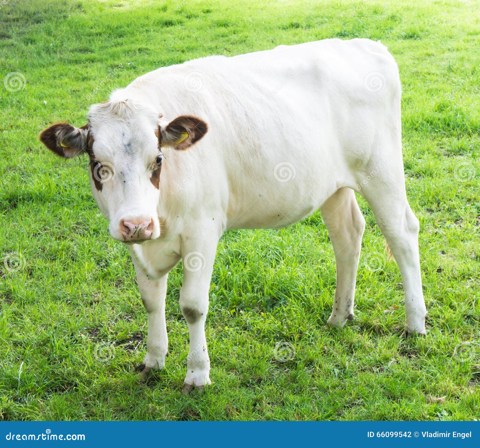 Cow Grazing on a Green Field Fair Farm Stock Photo - Image of graze ...