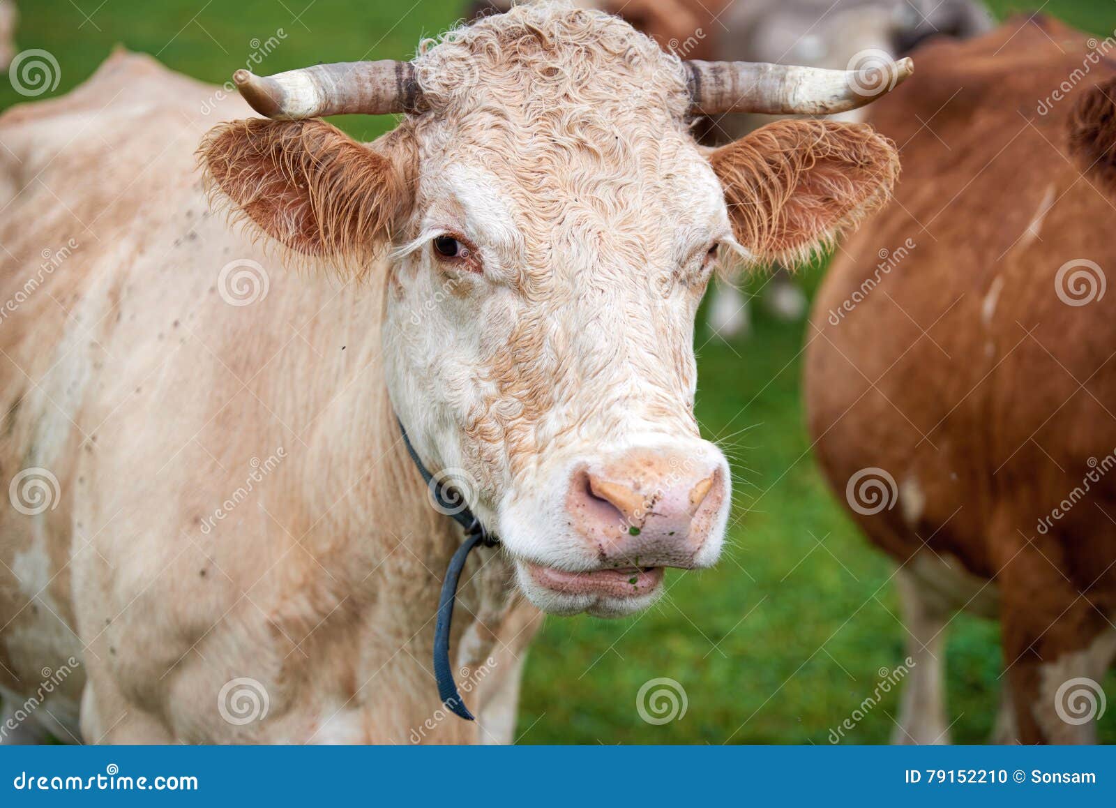 Cow Grazing on a Green Field Stock Photo - Image of grazing, food: 79152210