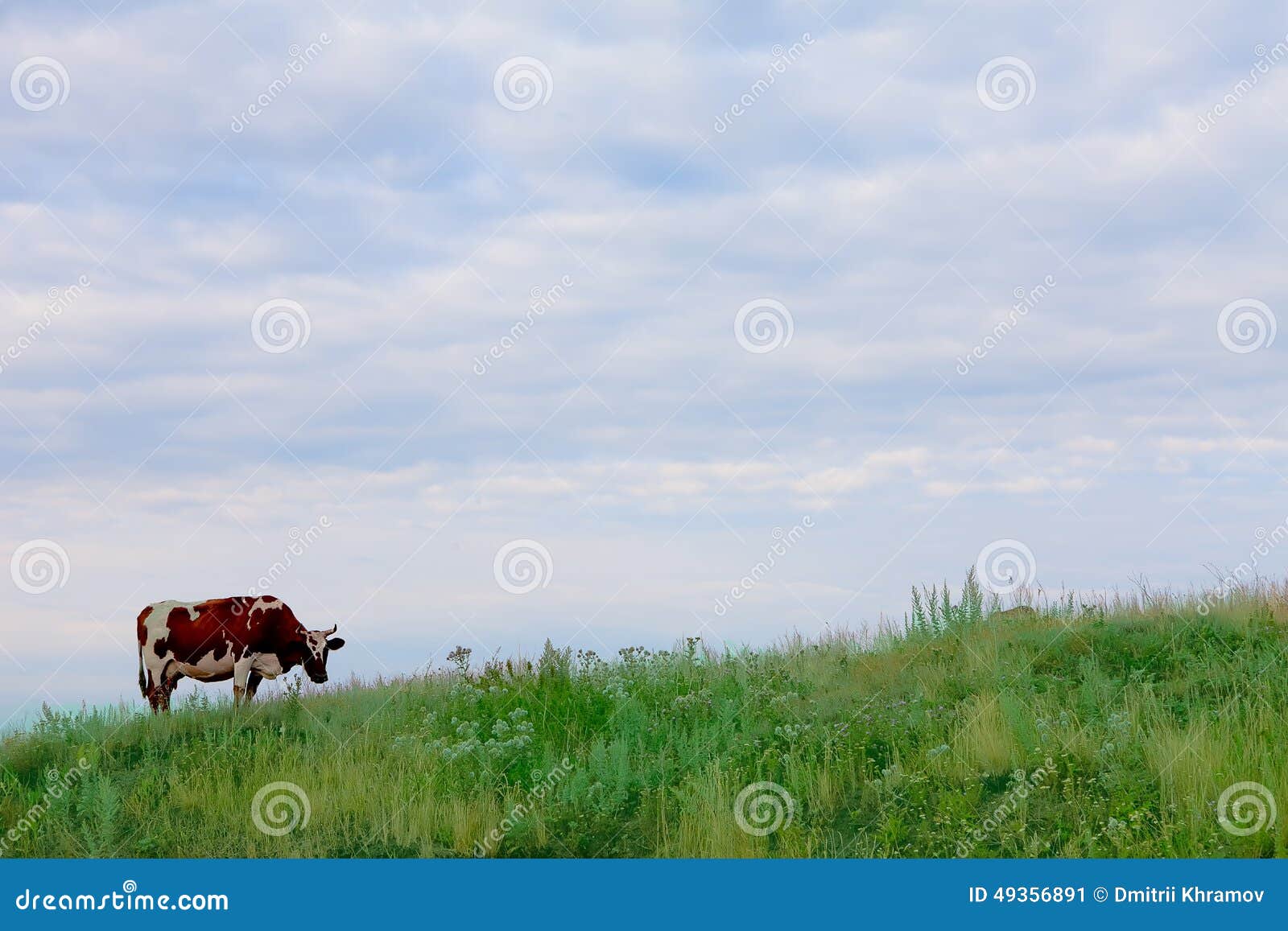 Cow Grazing on Green Grass Under Blue Sky Stock Image - Image of space ...
