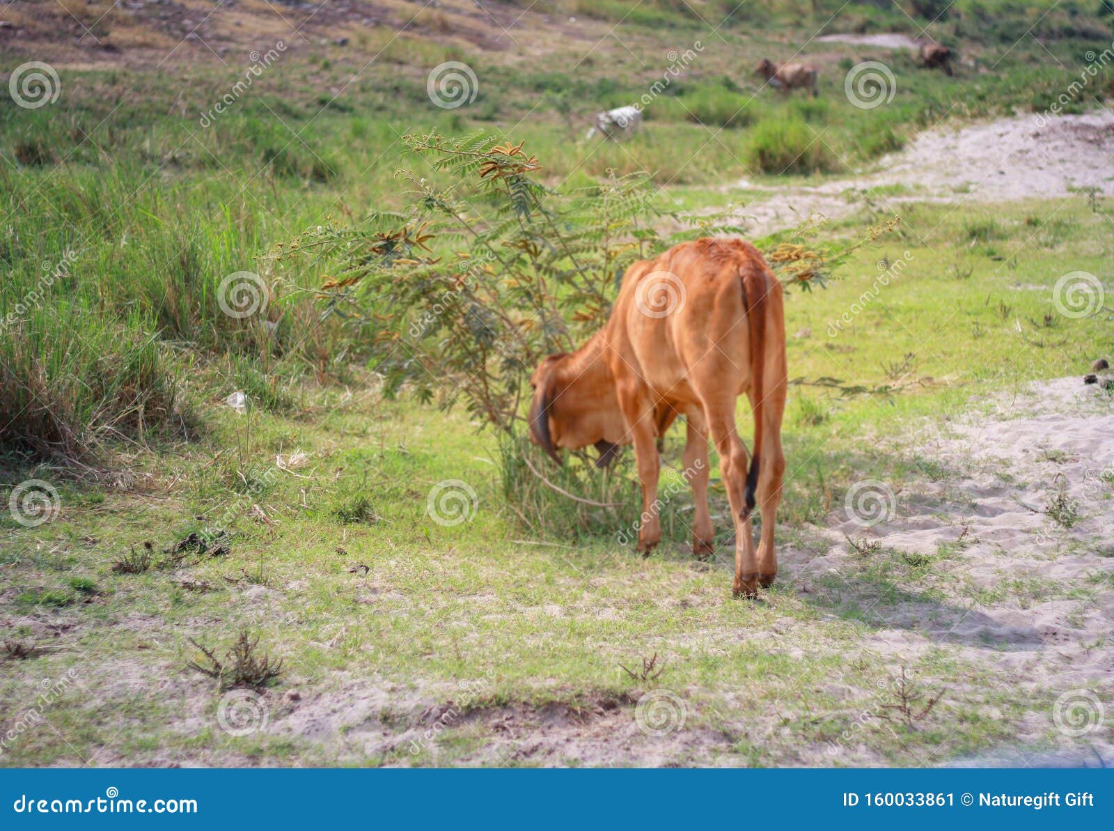 Cow grazing on the ground stock image. Image of borneo - 160033861