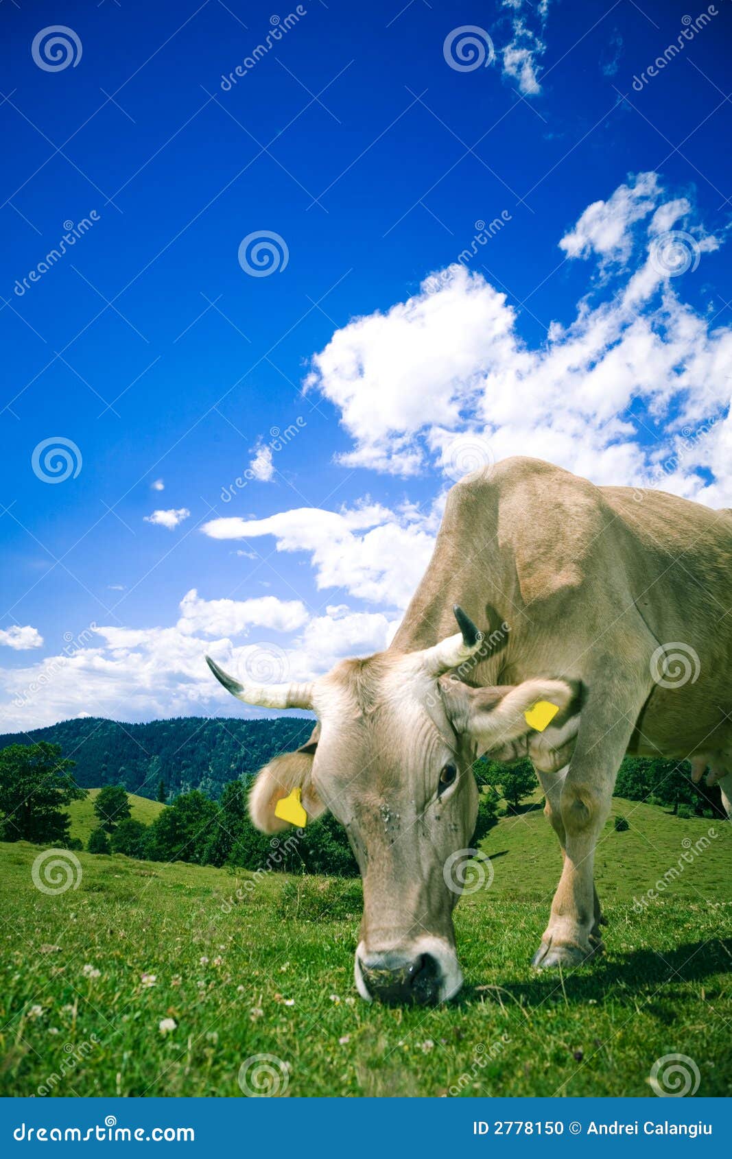 Cow grazing on hill stock photo. Image of agriculture - 2778150