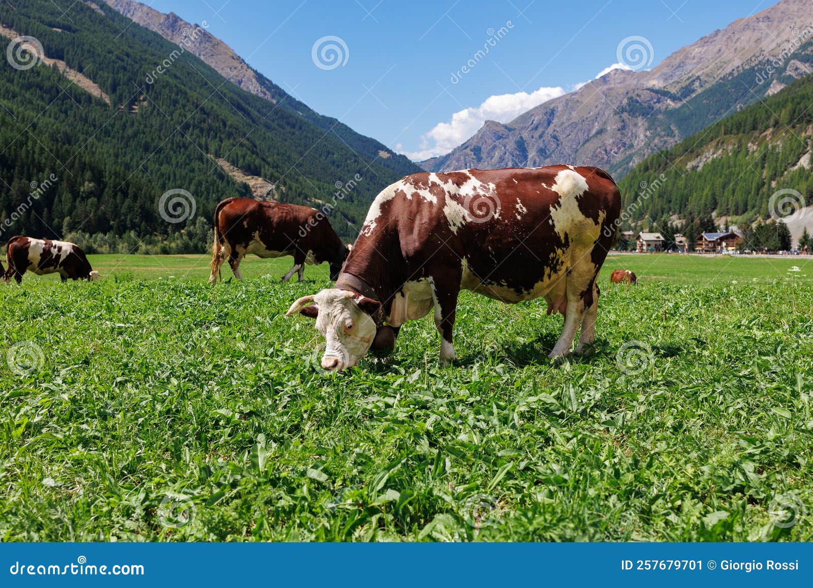 Cow Grazing on an Huge Green Meadow with Mountains in the Background ...