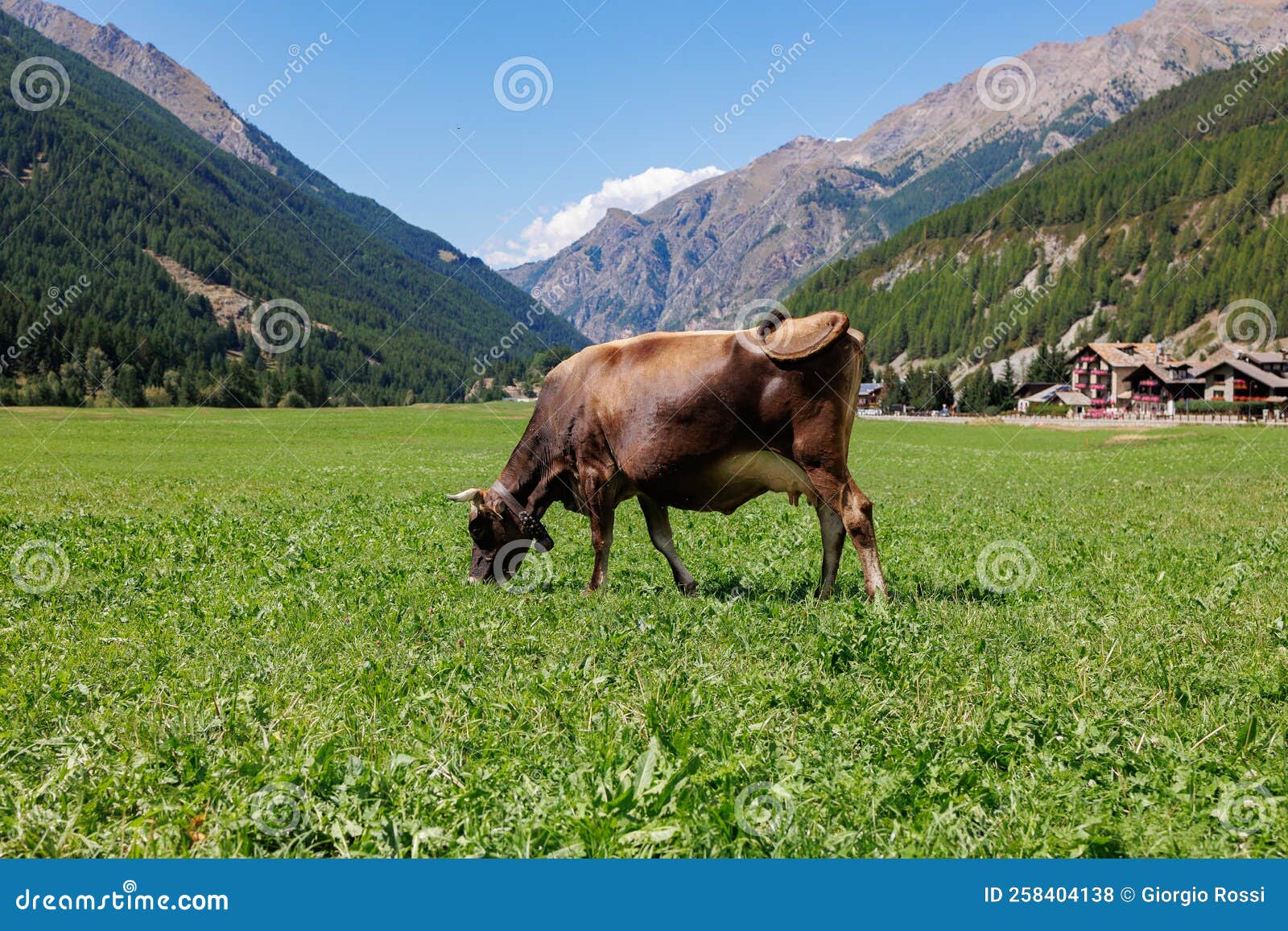 Cow Grazing on an Huge Green Meadow with Mountains in the Background ...