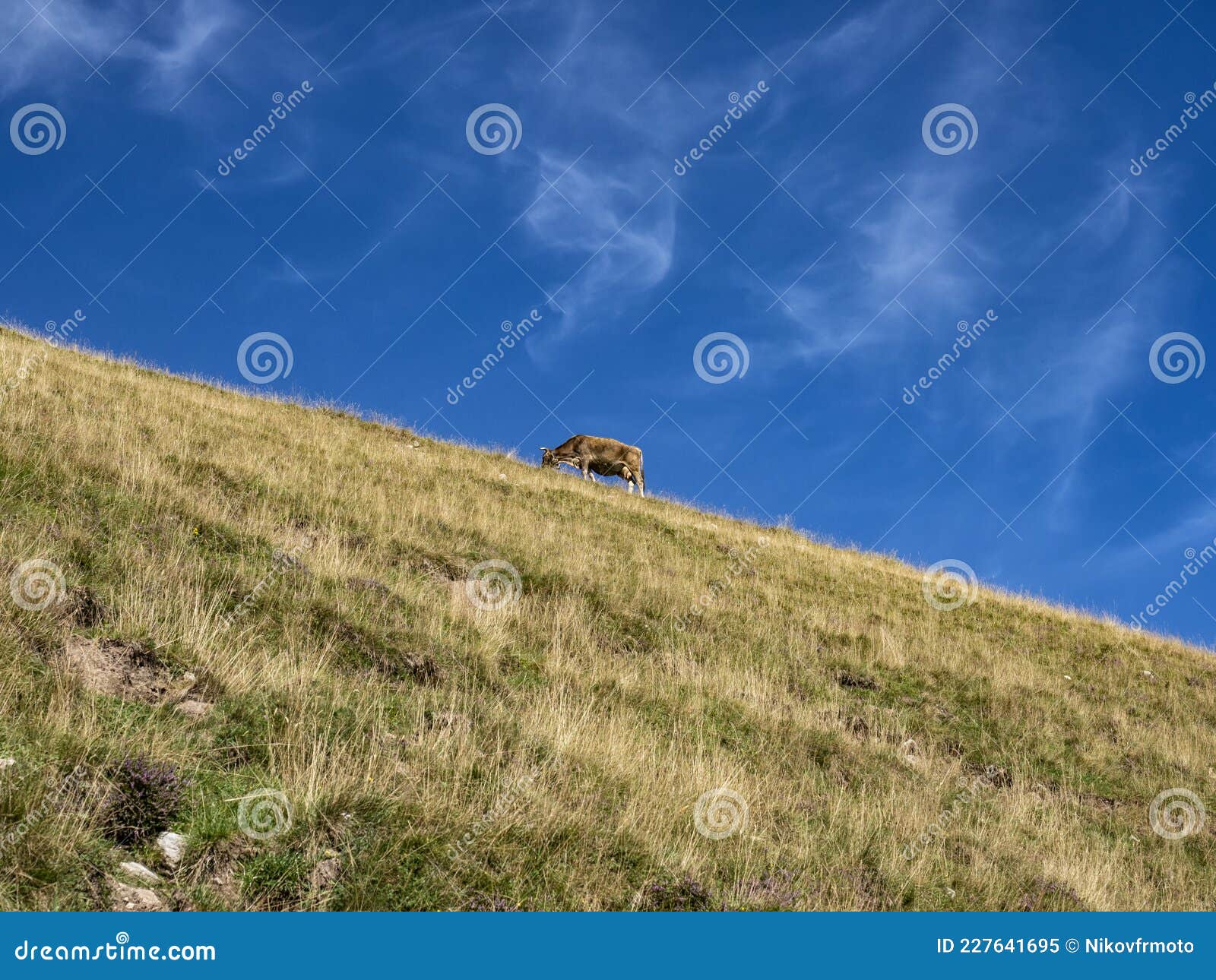 Cow Grazing in the Italian Alps Stock Image - Image of countryside ...