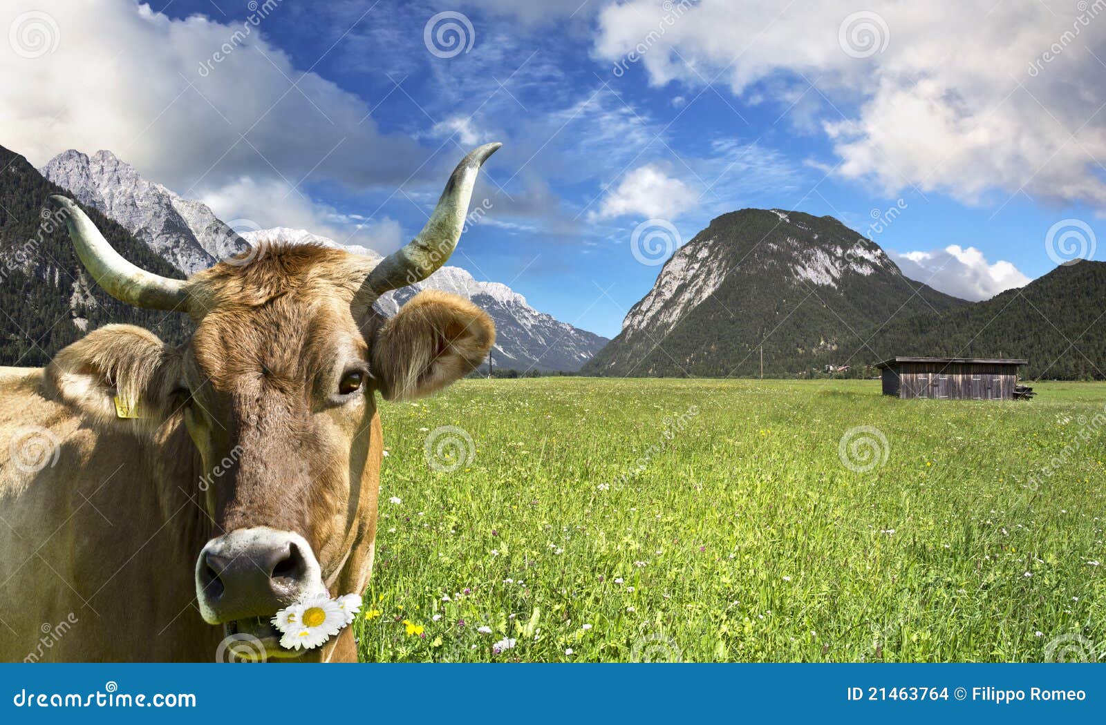 Cow on grazing land stock photo. Image of green, curiously - 21463764
