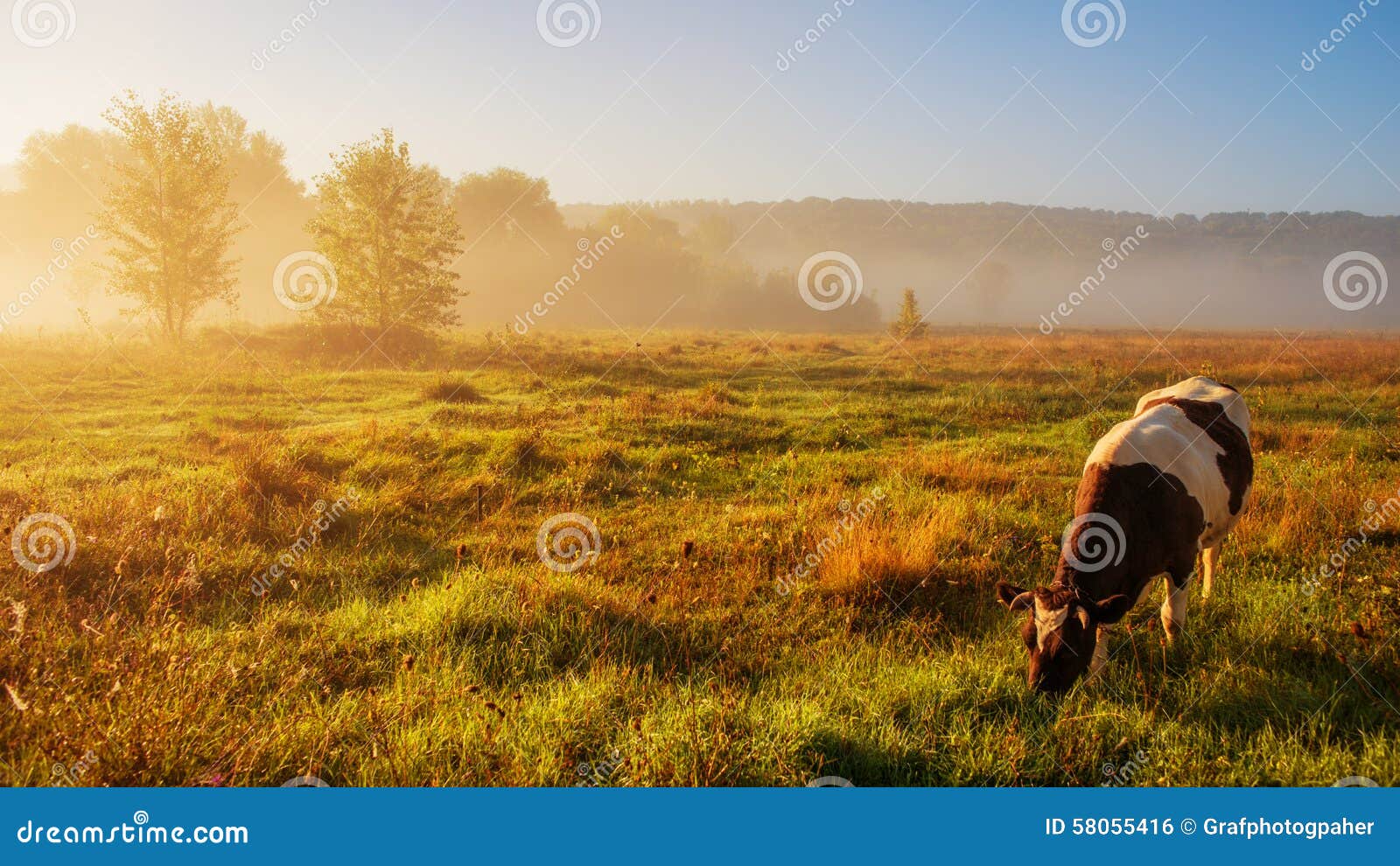 Cow grazing stock photo. Image of outdoor, natural, countryside - 58055416