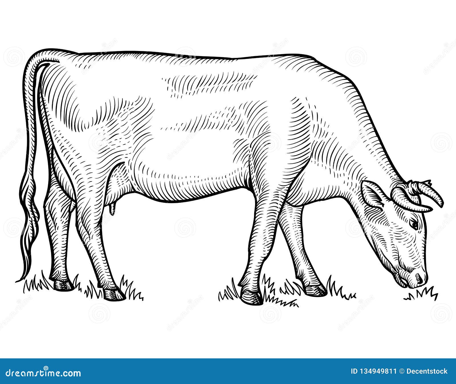 Cow In Graphical Style In The Frame. Vector Illustration ...