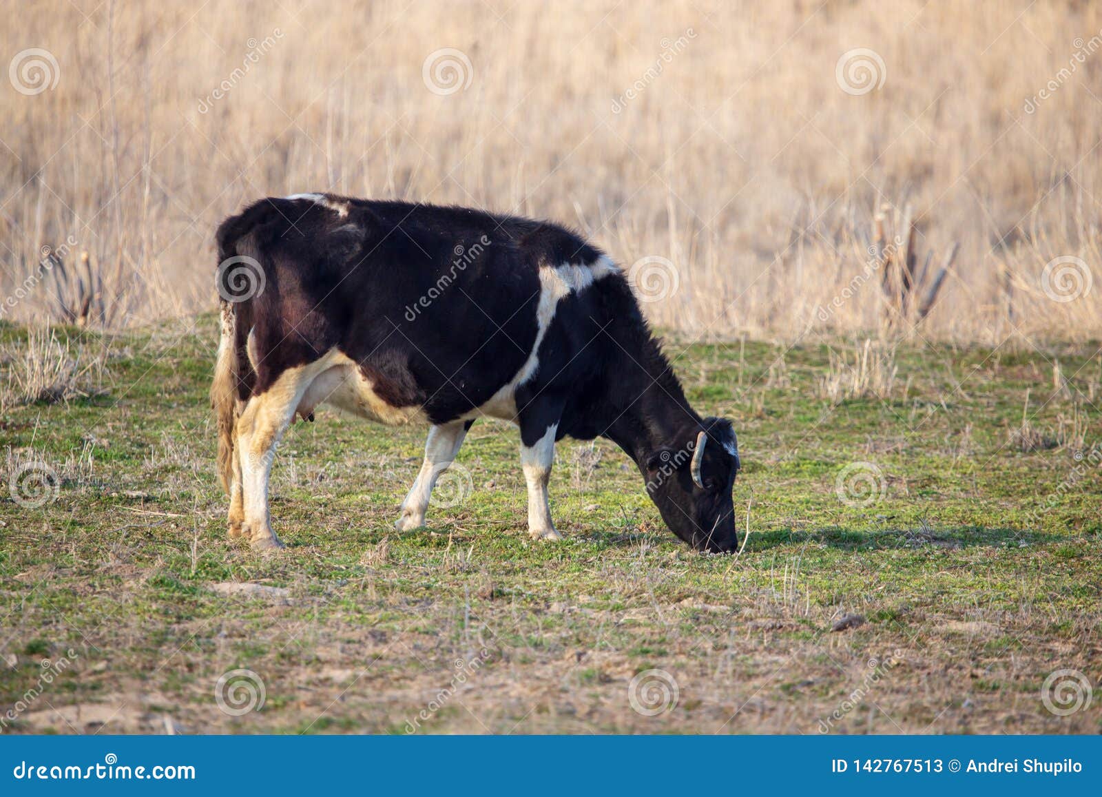 Cow Grazing in the Meadow in Spring Stock Image - Image of meadow, farm ...