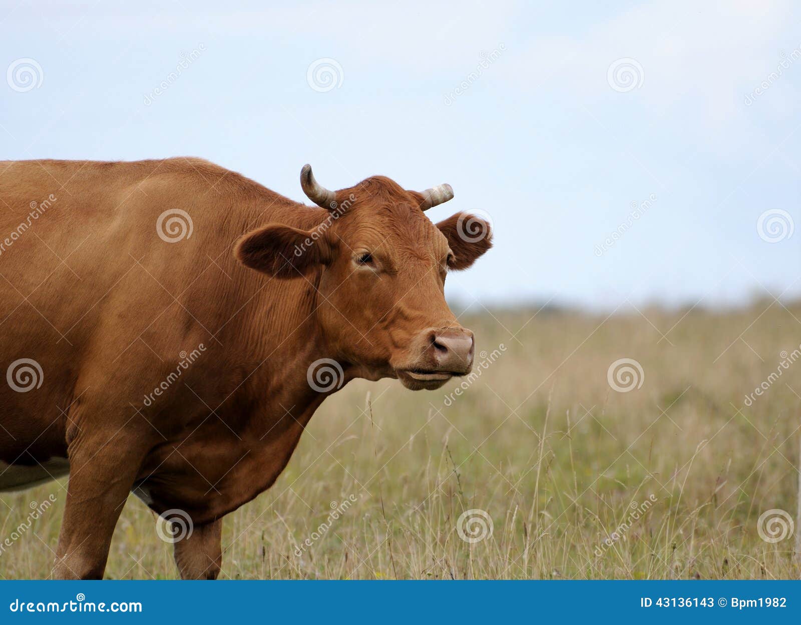 Cow. stock image. Image of dairy, grass, close, blue - 43136143