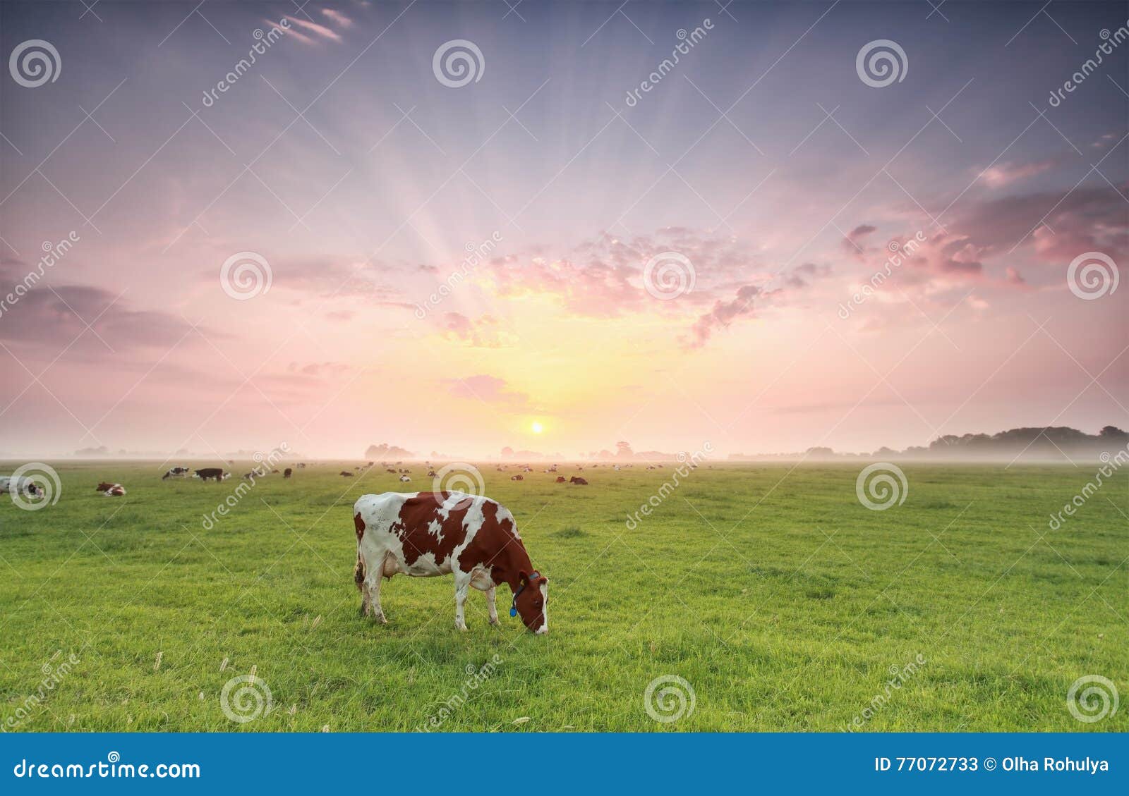Cow Grazing on Pasture at Dramatic Sunrise Stock Image - Image of ...