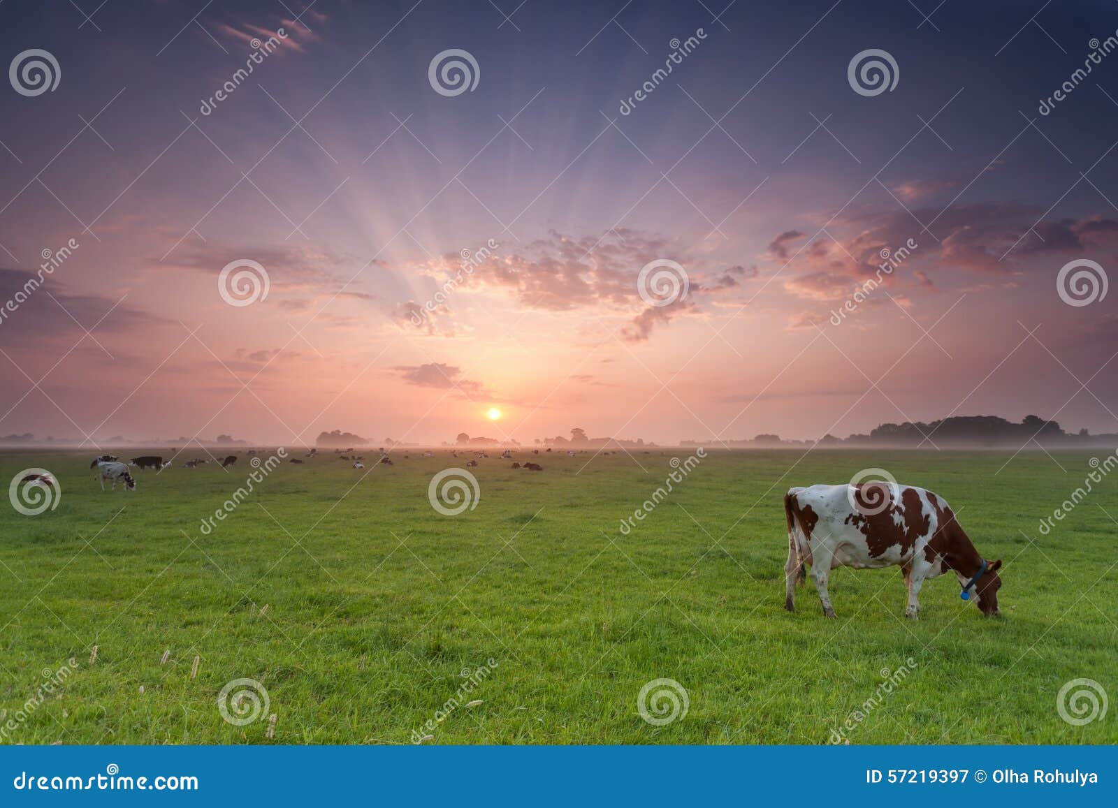 Cow Grazing on Pasture at Sunrise Stock Image - Image of blue, holland ...