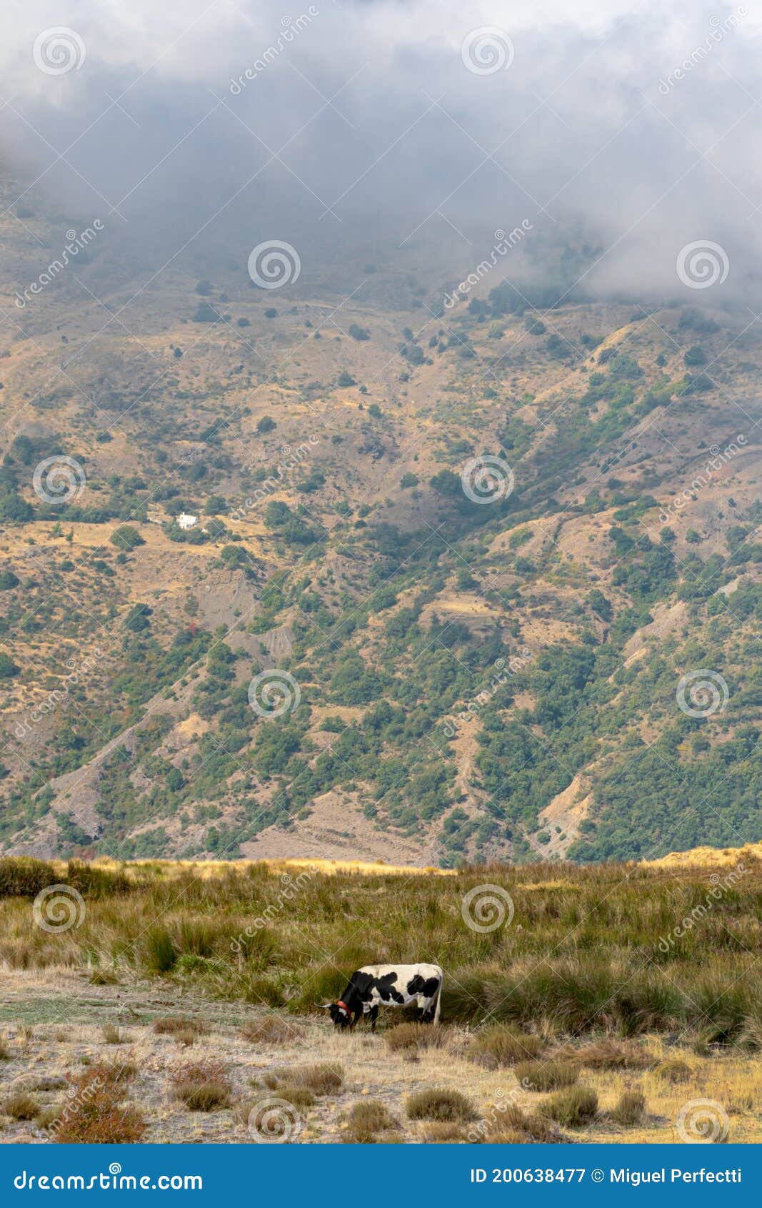 Cow Grazing on the Peaks of Sierra Nevada Stock Image - Image of ...