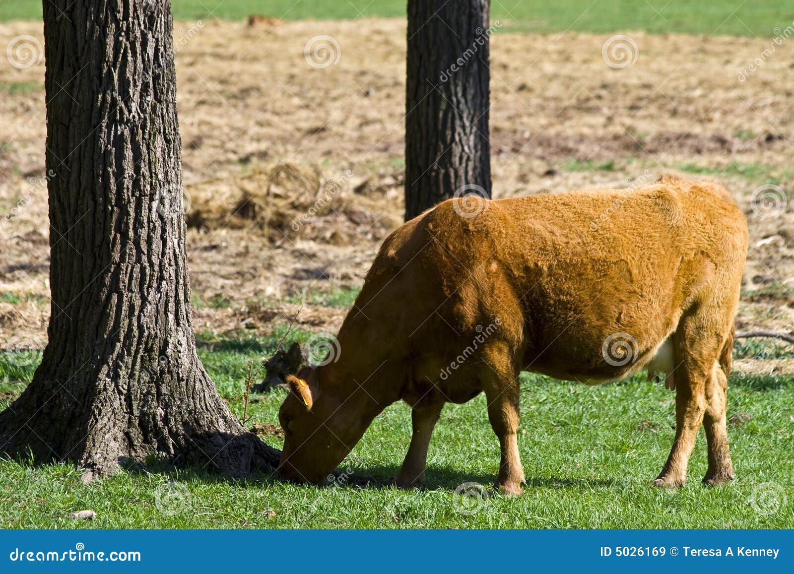 Cow grazing by trees stock image. Image of mammal, cattle - 5026169