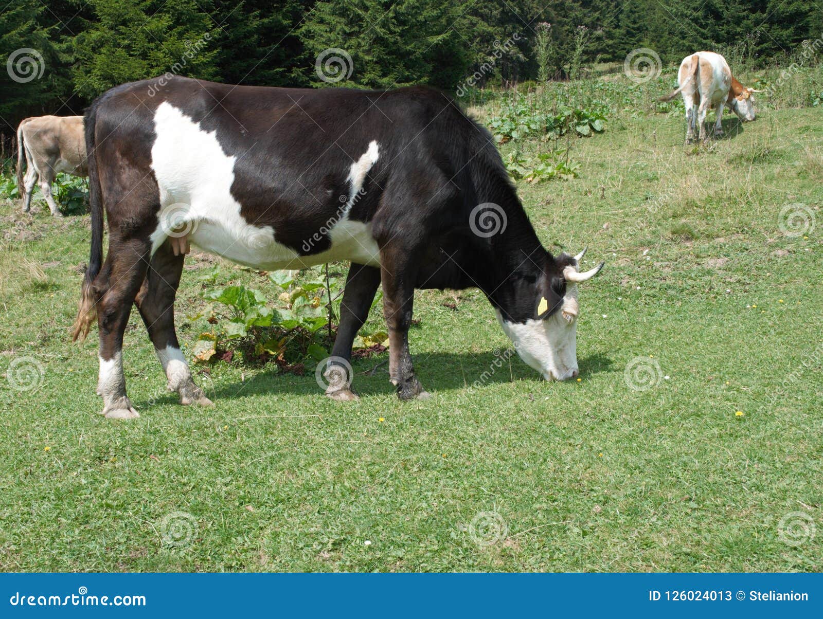 Cow grazing in freedom stock image. Image of mountains - 126024013
