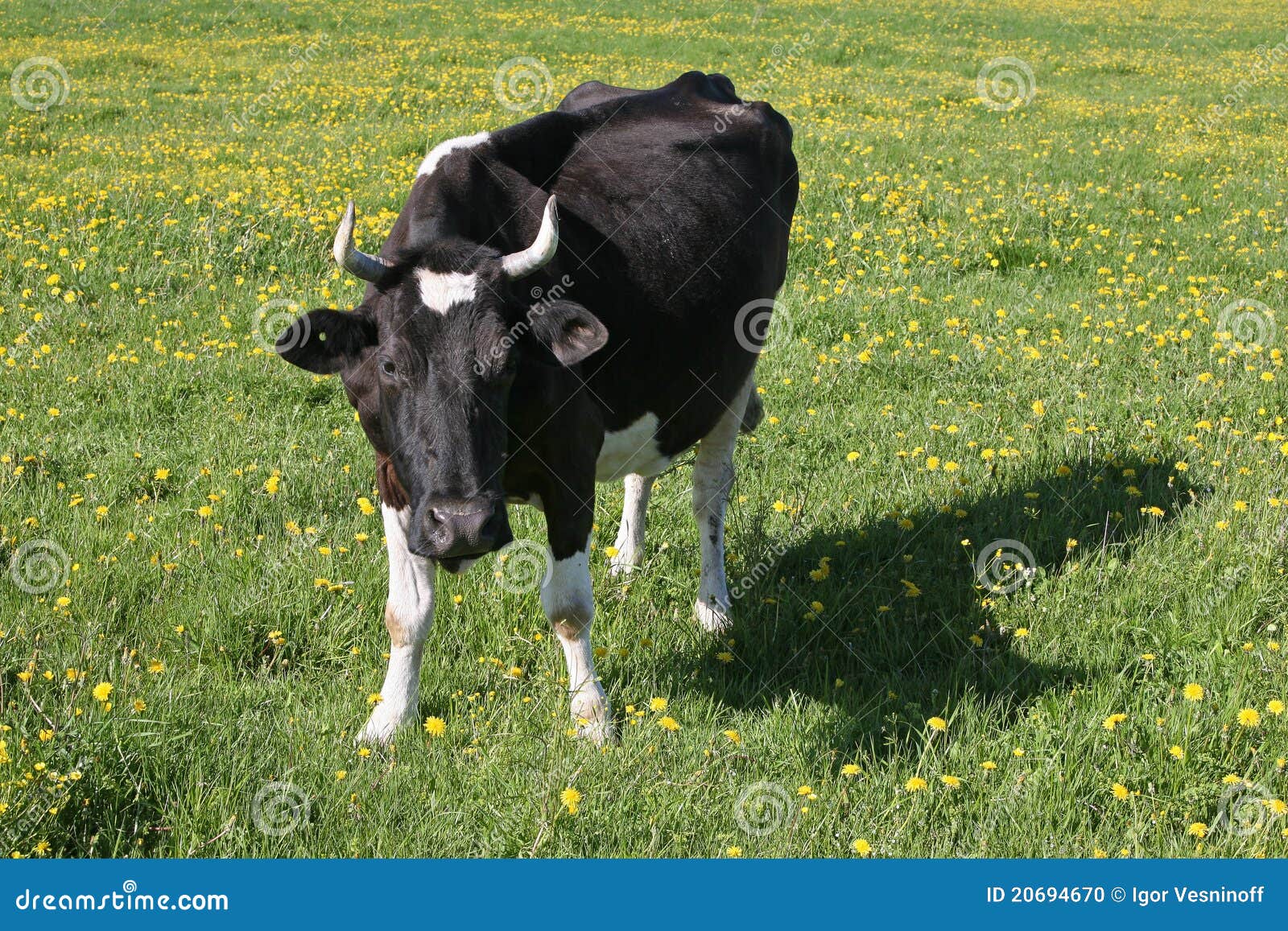 Cow on green field stock photo. Image of rural, farm - 20694670