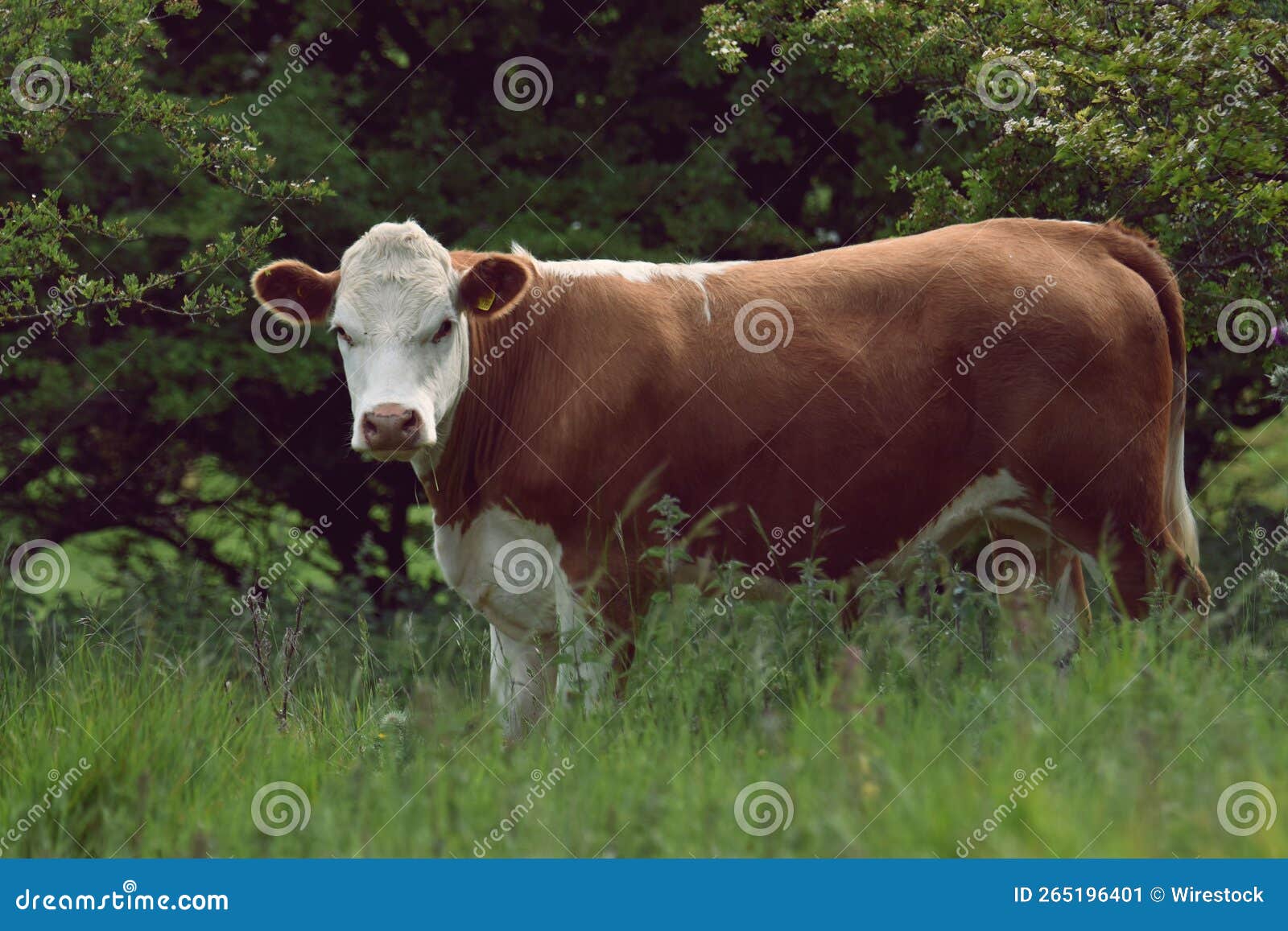 Cow in a green field stock image. Image of farm, cattle - 265196401