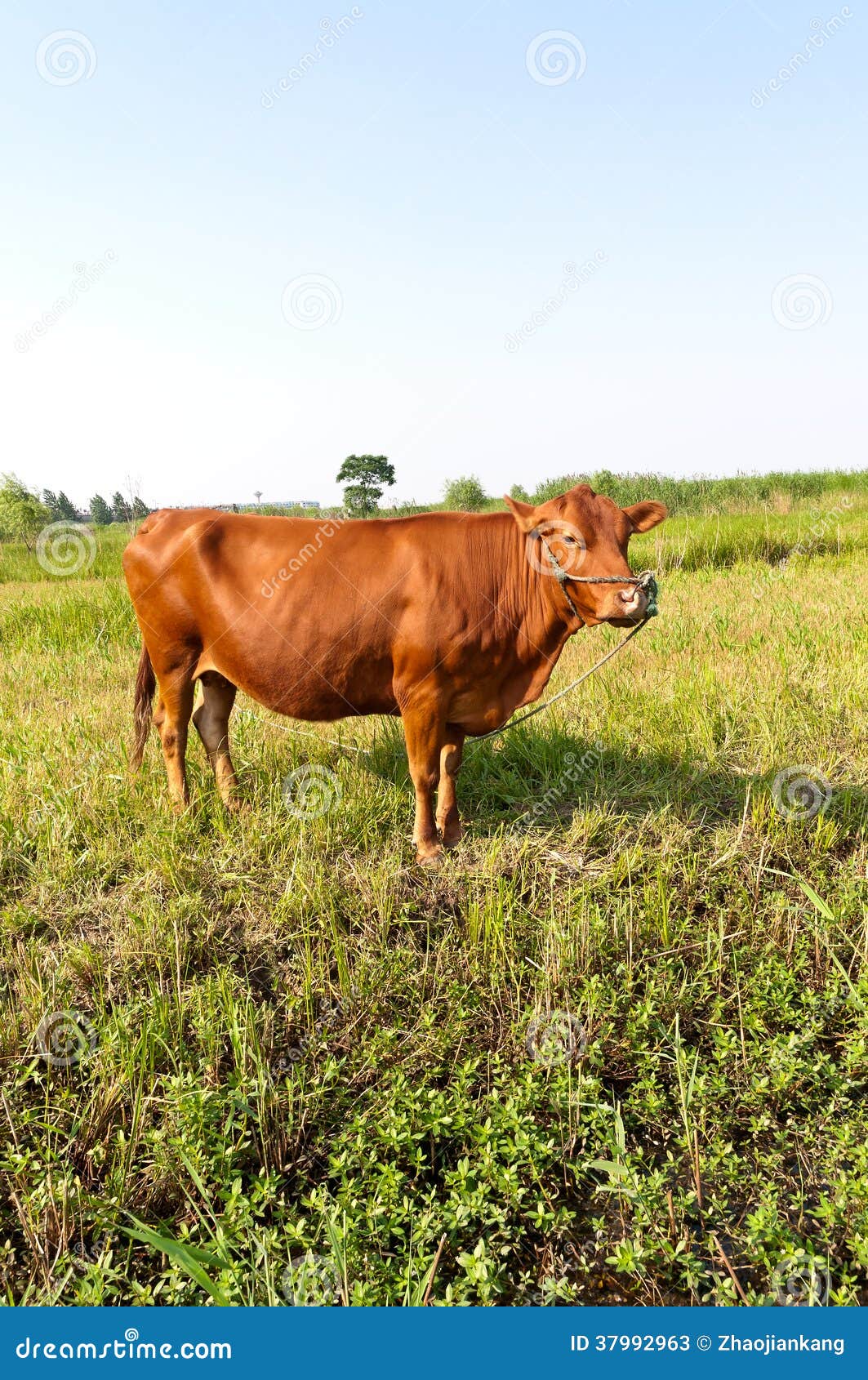 Cow in green field stock image. Image of breeding, summer - 37992963