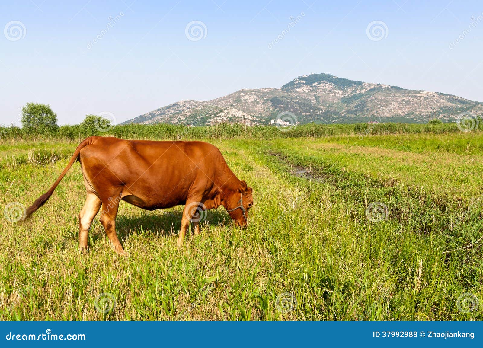 Cow in green field stock photo. Image of summer, meadow - 37992988