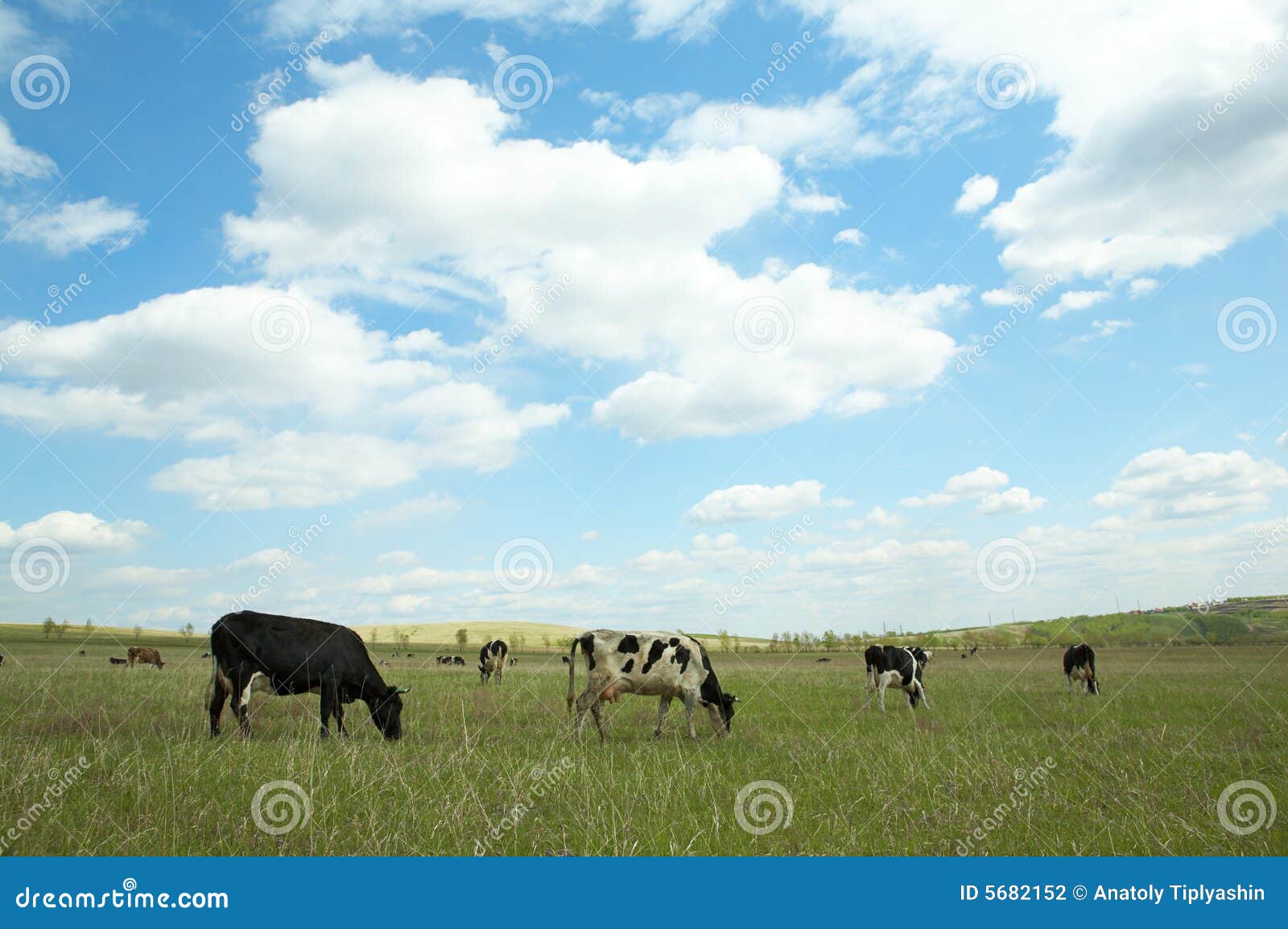 Cow in green field stock photo. Image of environment, landscape - 5682152
