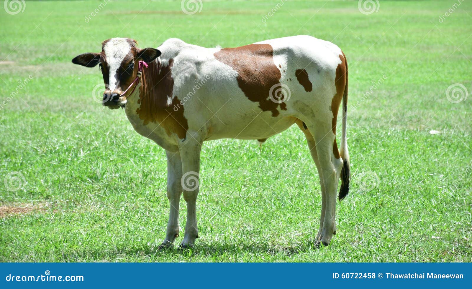 Cow in the green field stock photo. Image of black, farm - 60722458