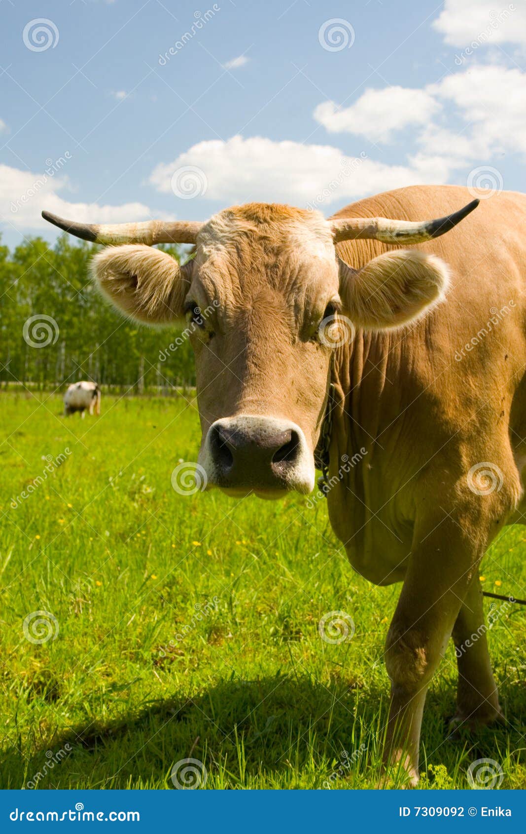 Cow in a green field stock photo. Image of fresian, blue - 7309092