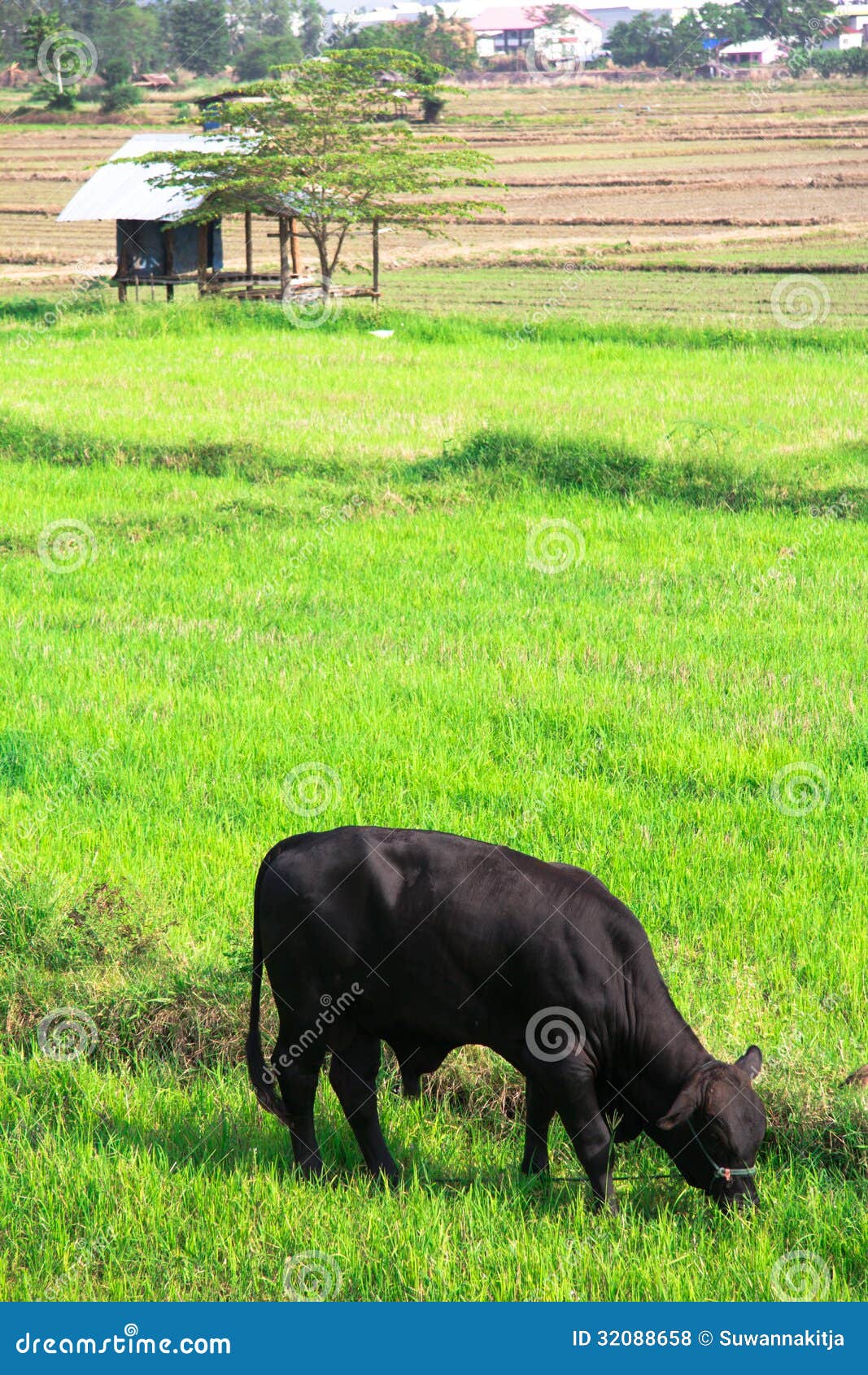 Cow in the green field stock photo. Image of cereal, animal - 32088658